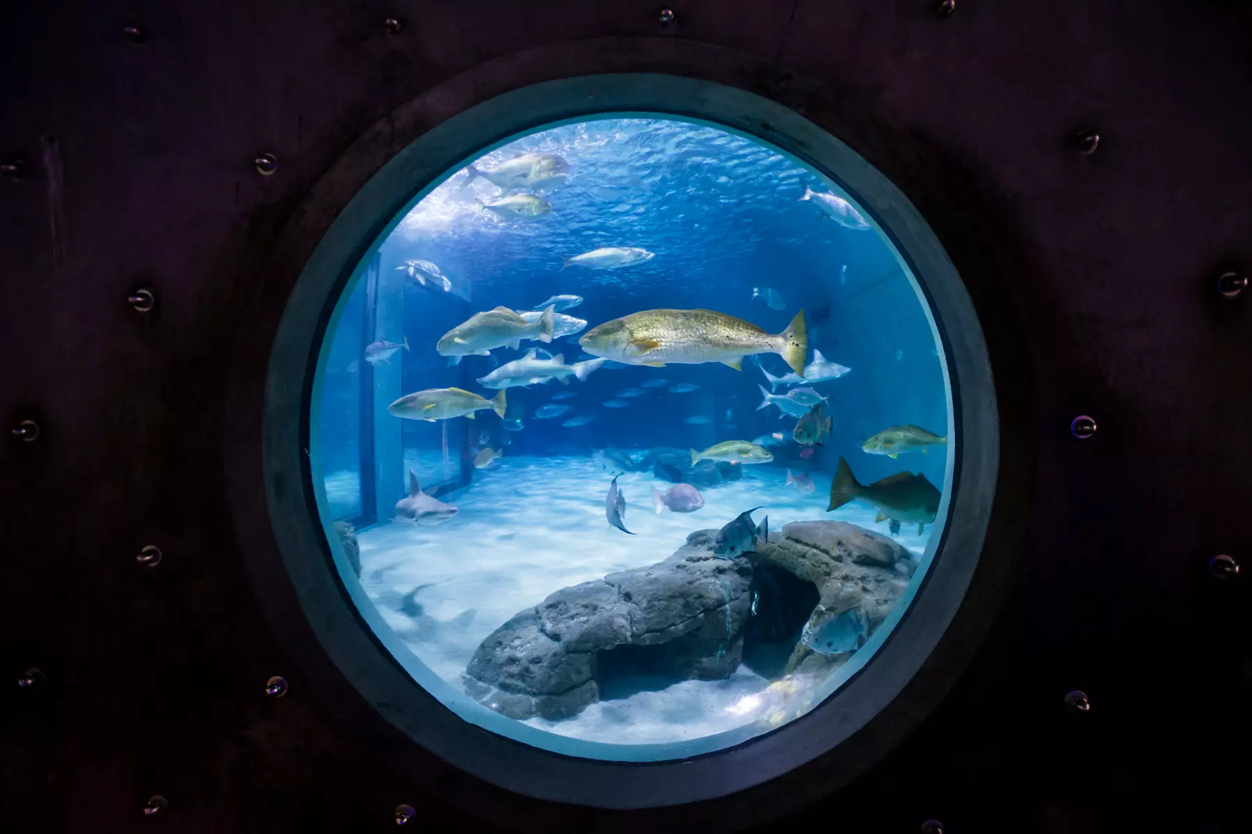 Pohled z kulatého okna na akvárium Audubon Aquarium of the Americas