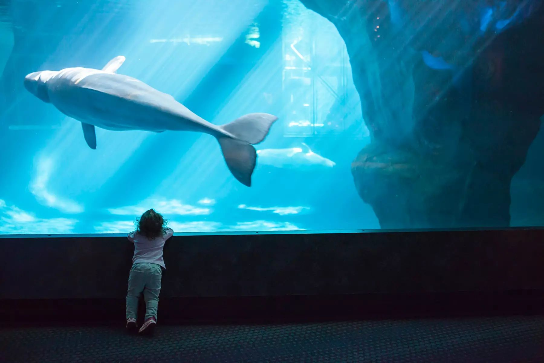 کودک نوپا به نهنگ بلوگا در آکواریوم She'd در شیکاگو نگاه می کند