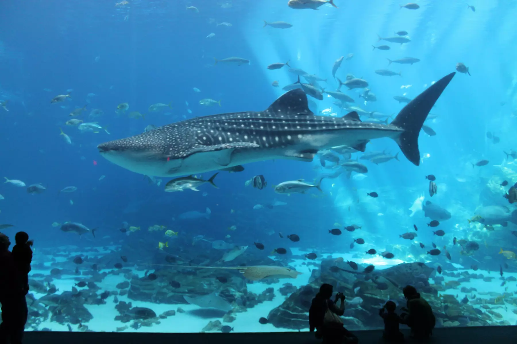 Pessoas vendo o aquário maior que a vida com um tubarão-baleia na Geórgia