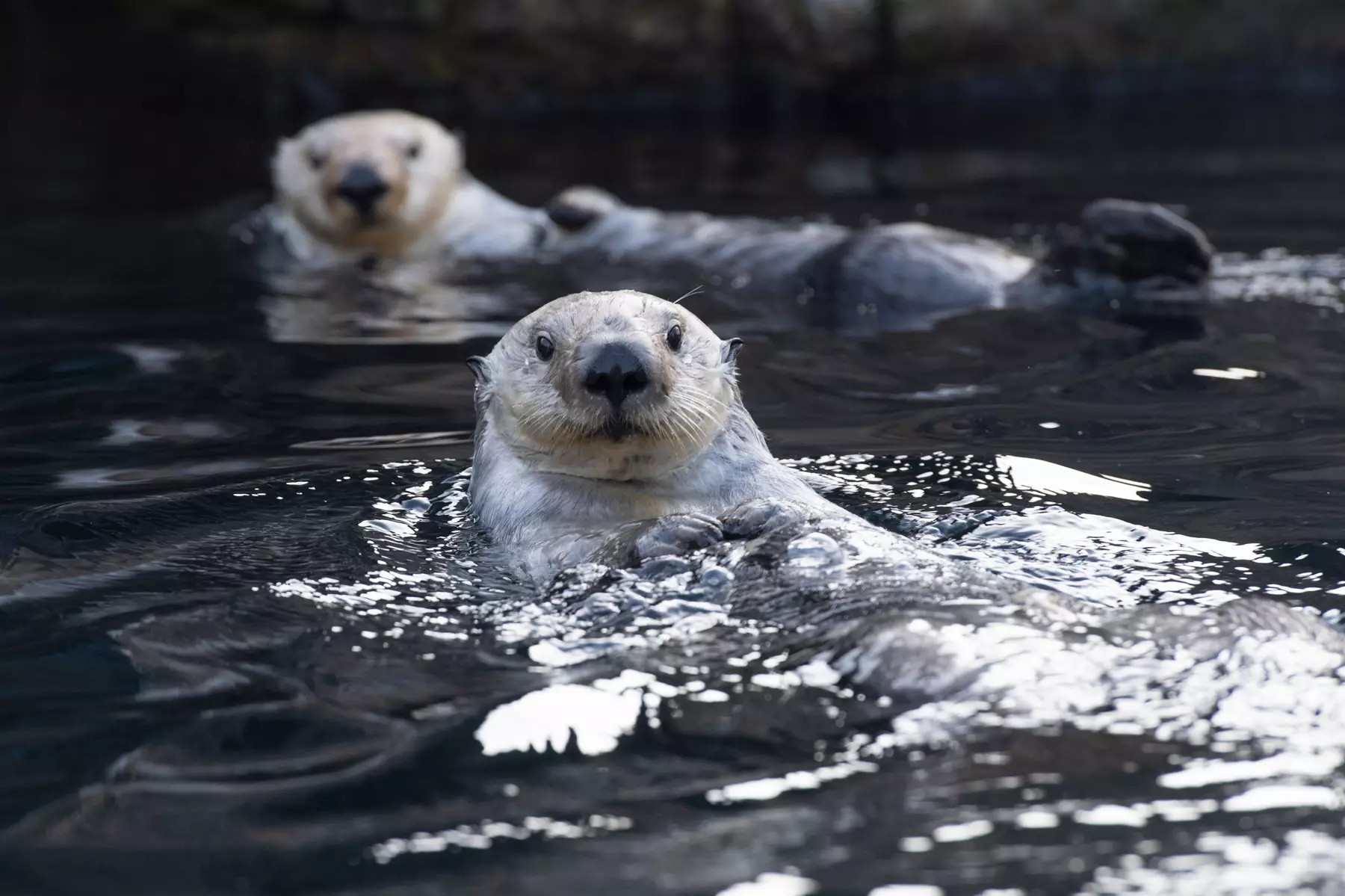 Duha ka sea otters nga nagtan-aw sa camera sa New York Aquarium