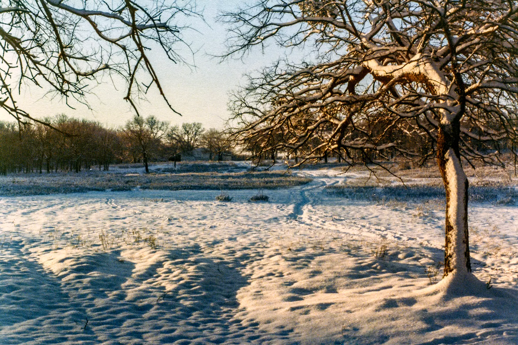 Salju langka di hutan ek di Texas utara.