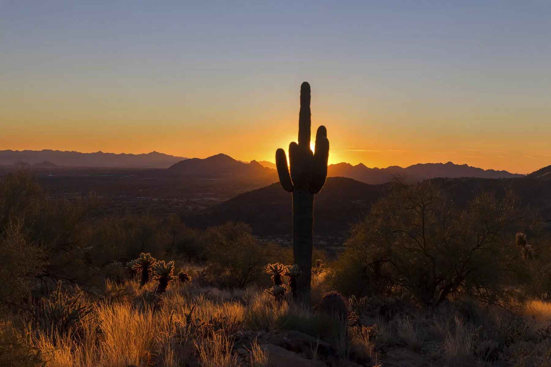 Tramonto nel deserto del cactus del Saguaro