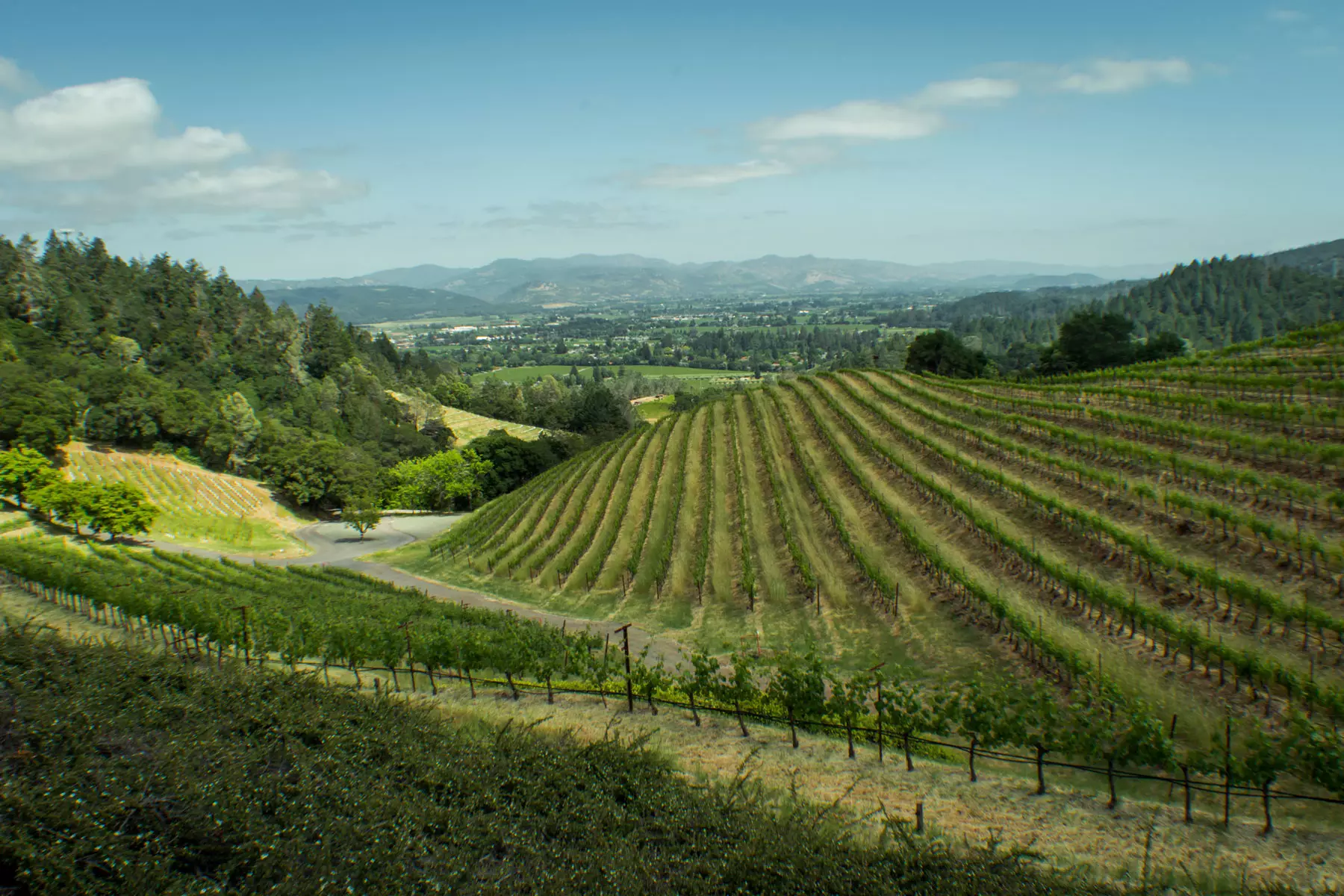 Wyngaarden sprawling yn 'e heuvels fan Napa Valley, Kalifornje