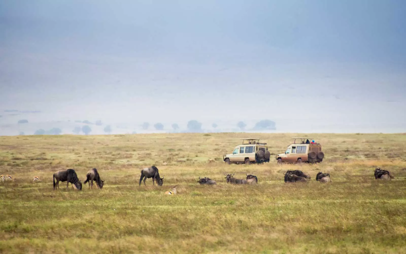 Awọn ọkọ ayọkẹlẹ Safari laarin wildebeest ni Tanzania