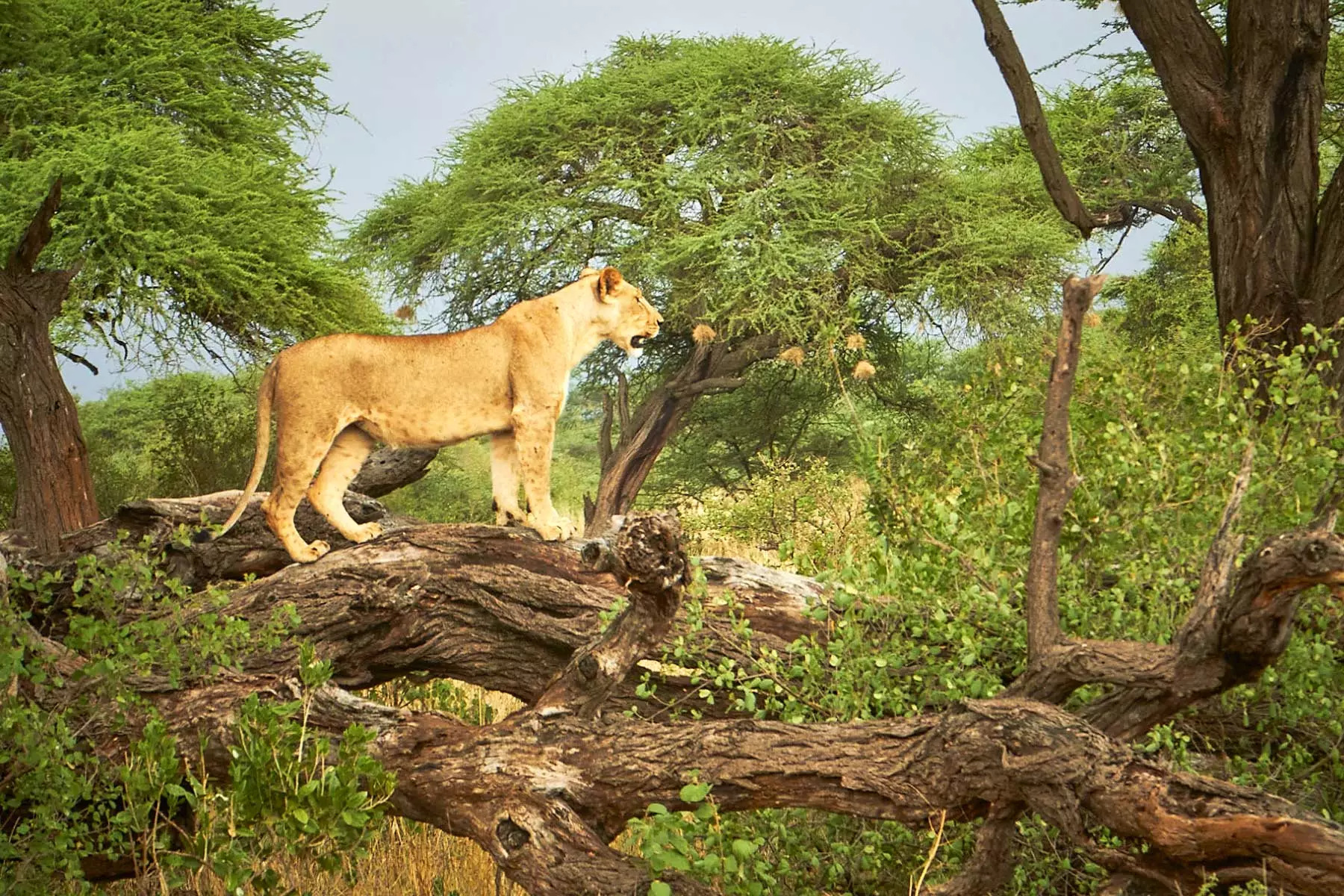 Tau e tšehali e eme sefateng Kenya