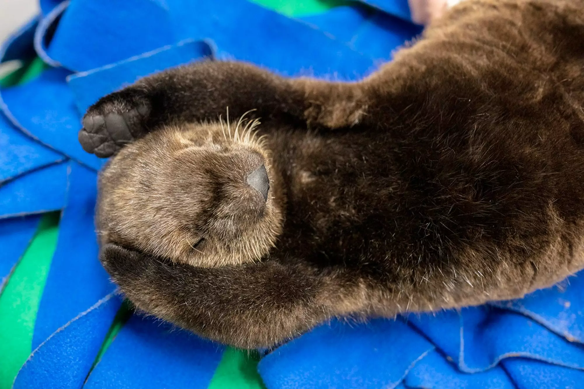 Otters Snuggling