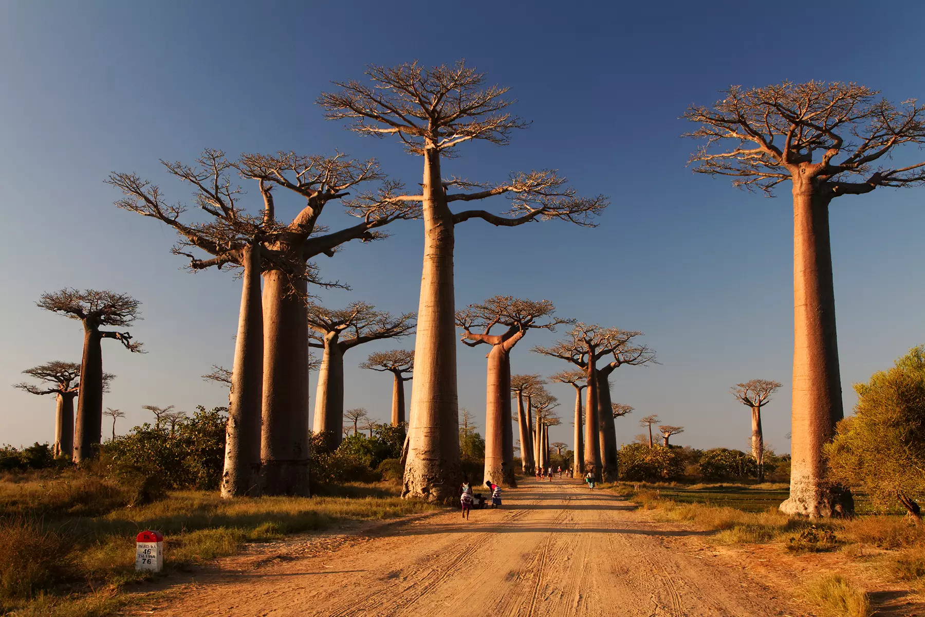 Baobab kalea edo Baobab etorbidea izeneko lurrezko bidearen ikuspegia, dozenaka zuhaitzekin batera.