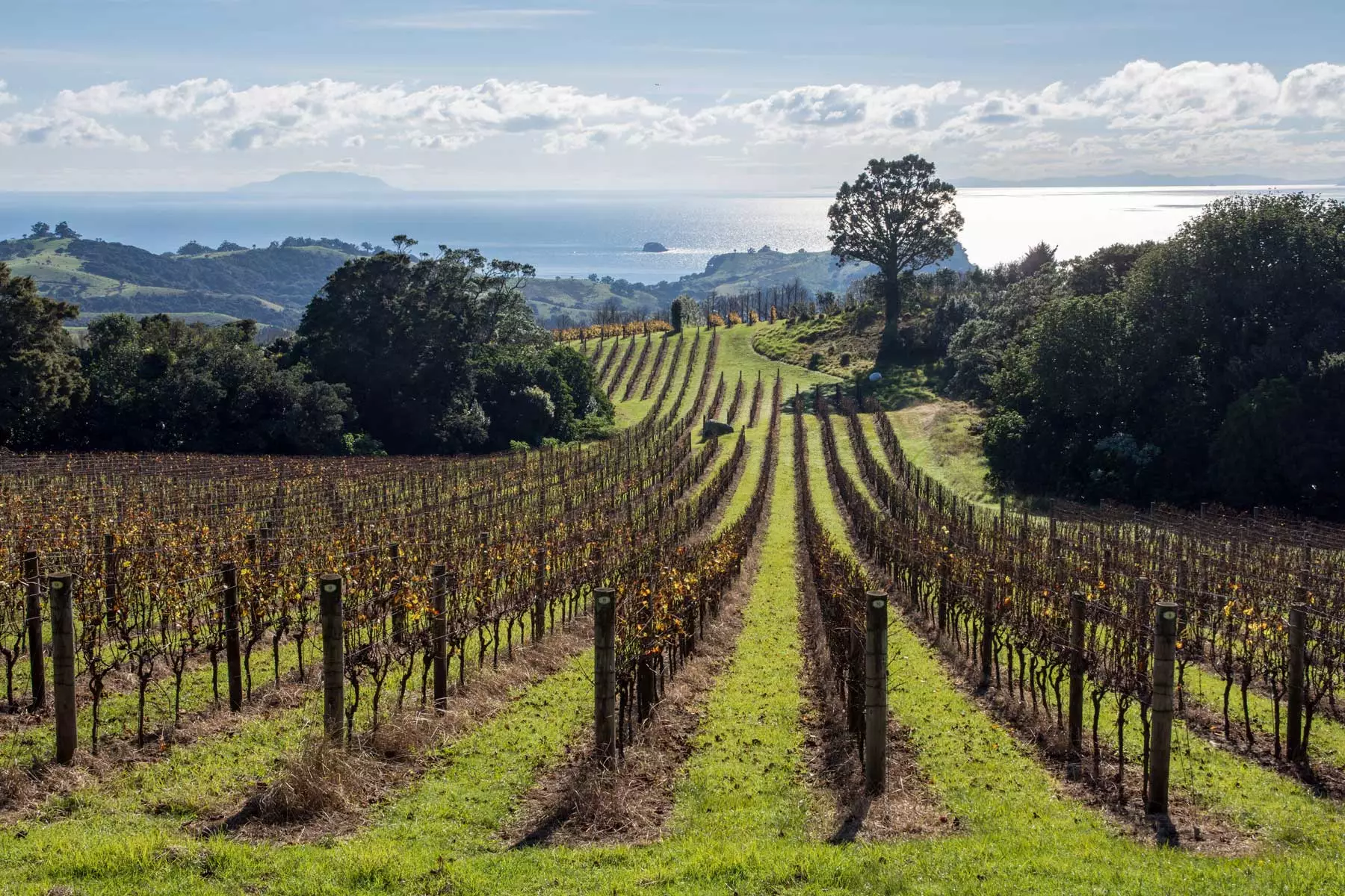 แถวบนเถาวัลย์บนเกาะ Waiheke นิวซีแลนด์