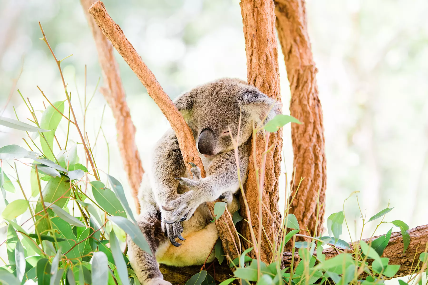 Un coala adormit en un arbre