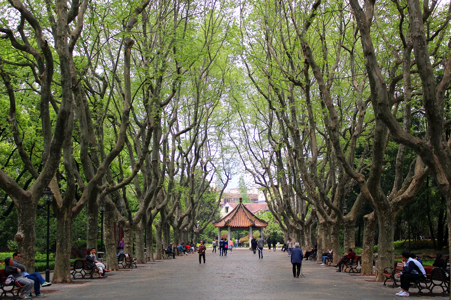 Blick auf eine Reihe von Platanen und einen chinesischen Pavillon im Xiangyang-Park in der ehemaligen französischen Konzession von Shanghai, China.