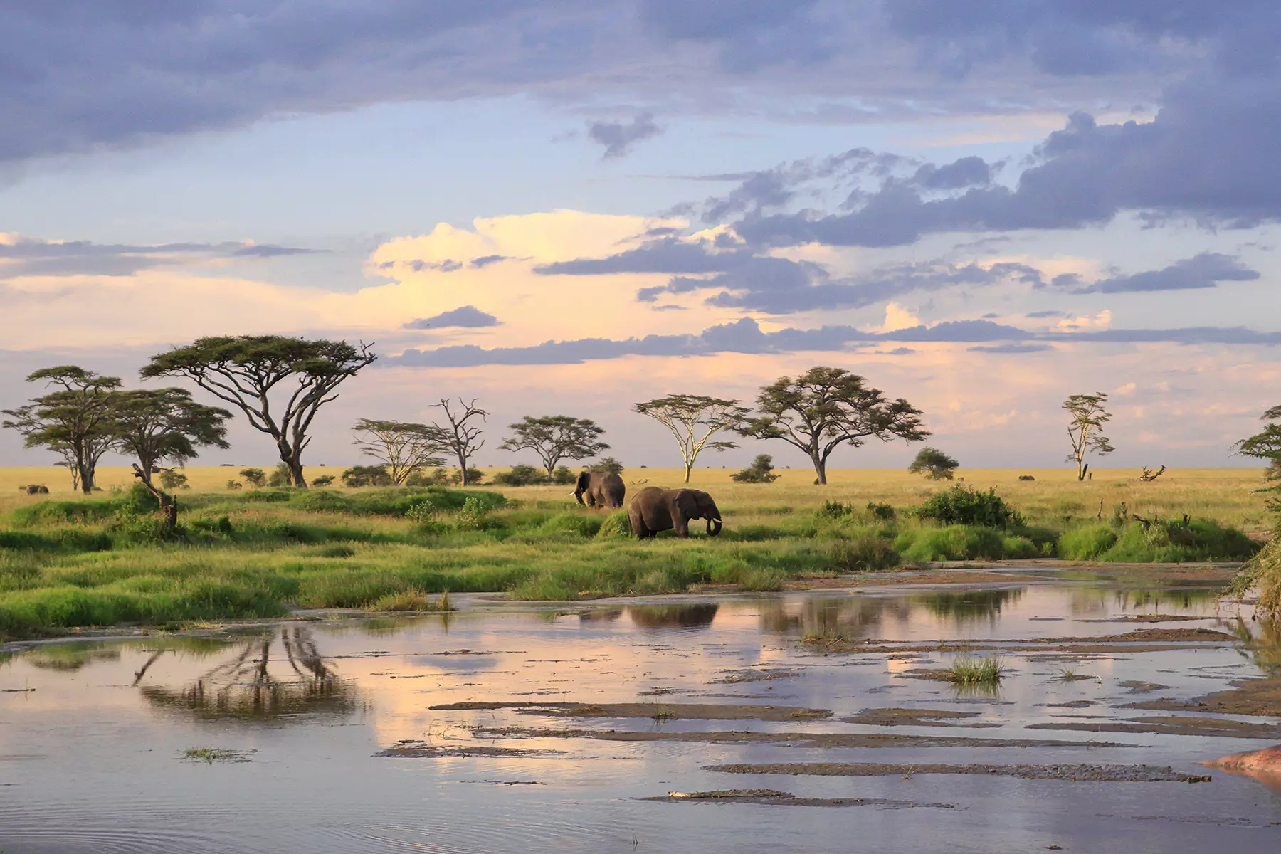 Awan sore, pantulan cai, akasia sareng gajah liar - Tanzania.