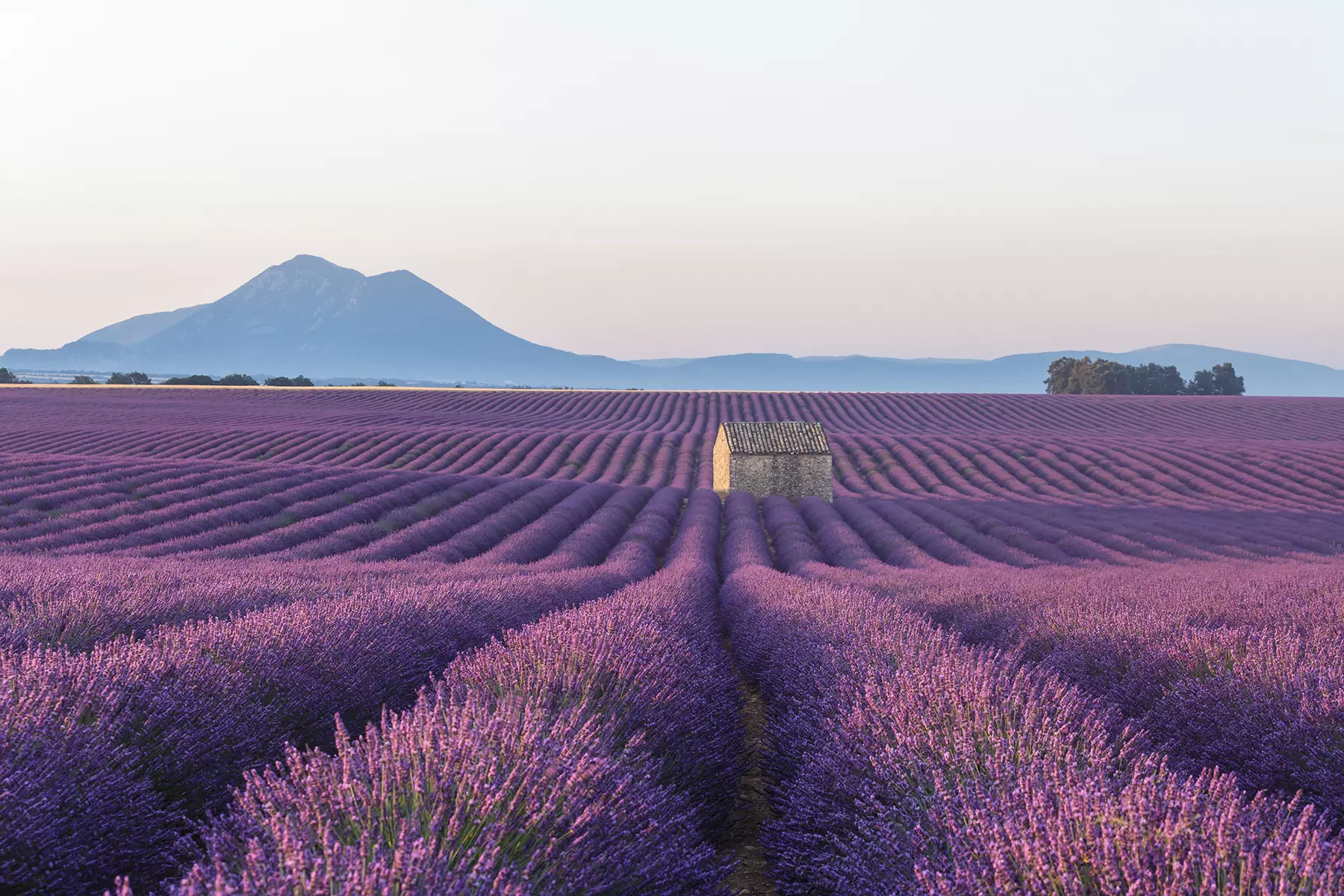 Lumbung kuno di antara kebon lavender di Plateau de Valensole, Provence, Perancis.