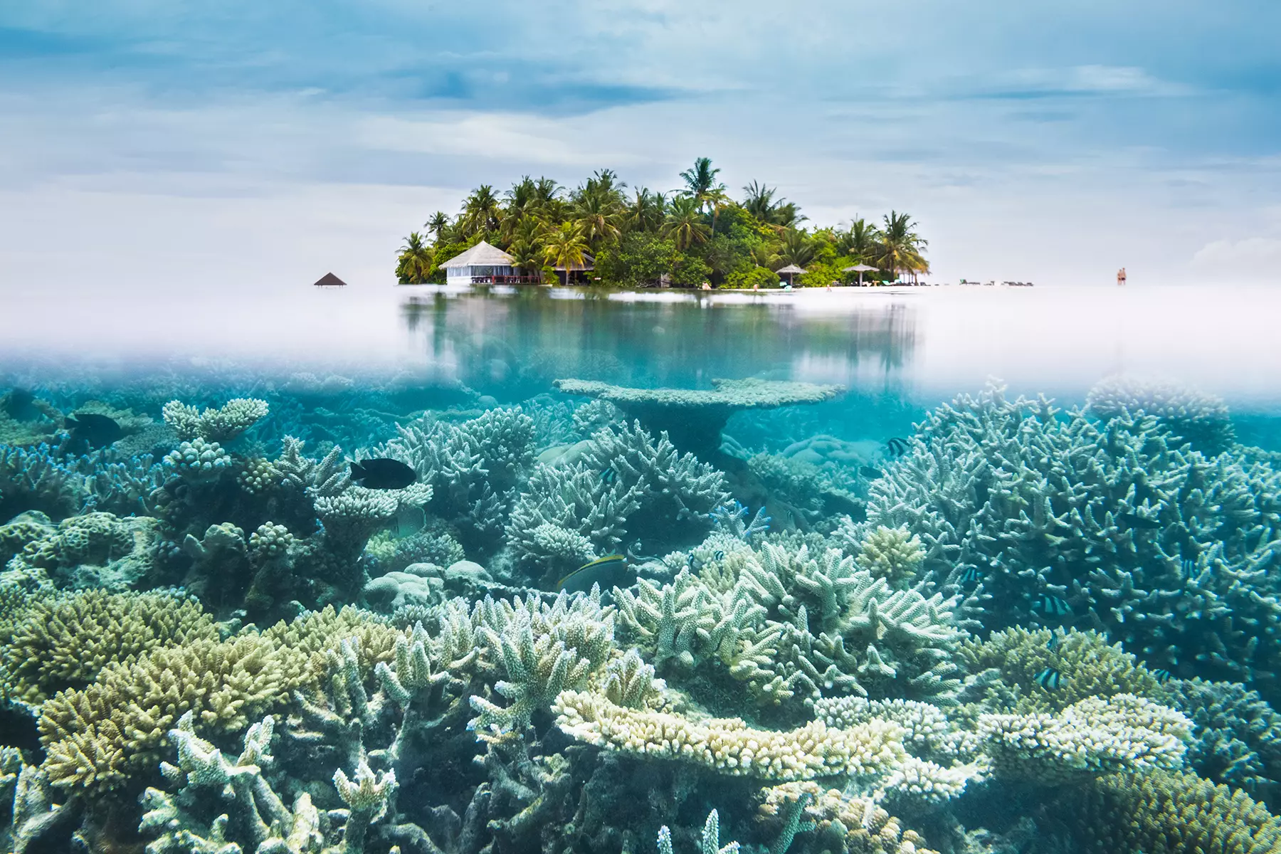 Melihat Ari Atoll di Maladewa dari setengah air