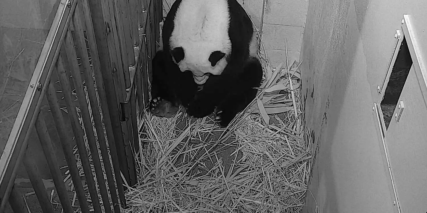 國家動物園迎來大熊貓幼崽：“我們喜出望外” |人民網