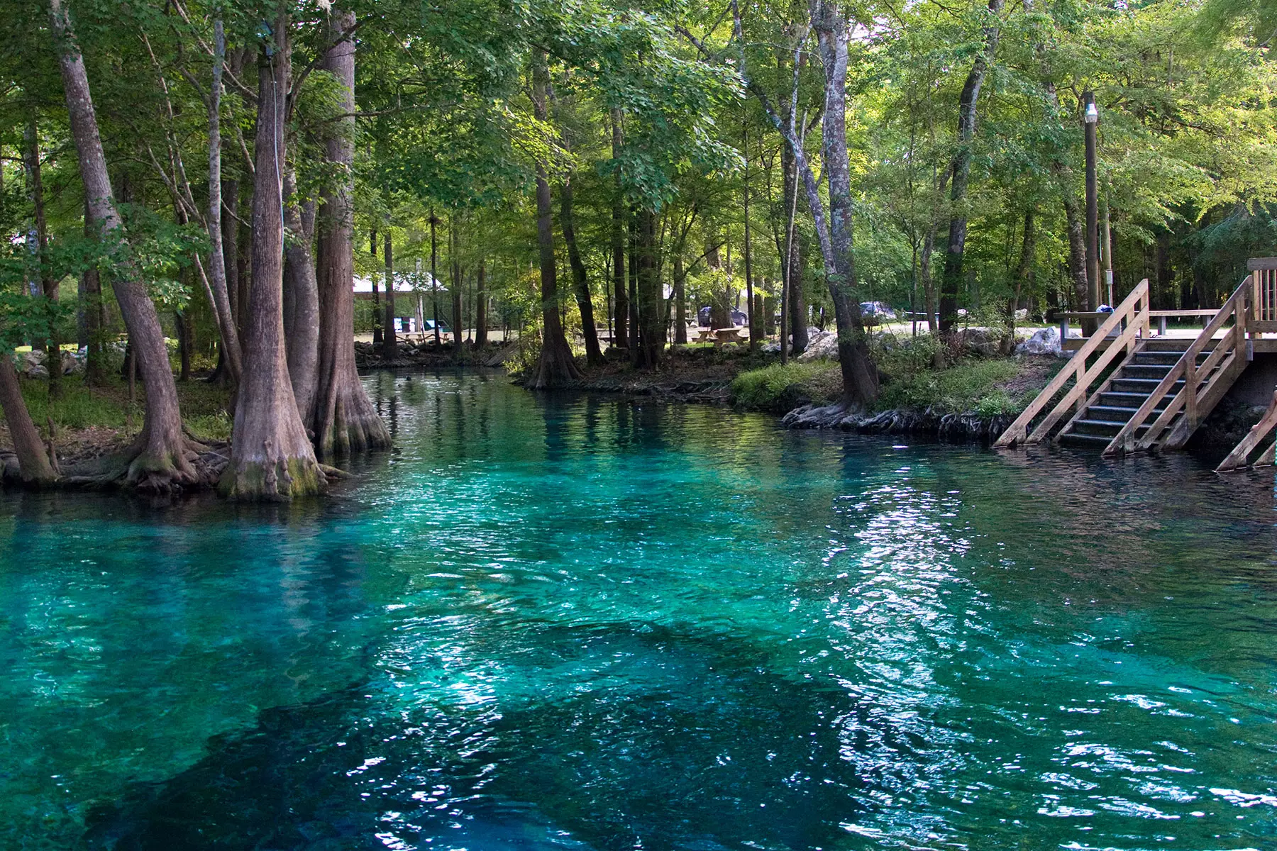 Mae Ginnie yn tarddu yn Florida, sef Twll Nofio Fresh Water Springs