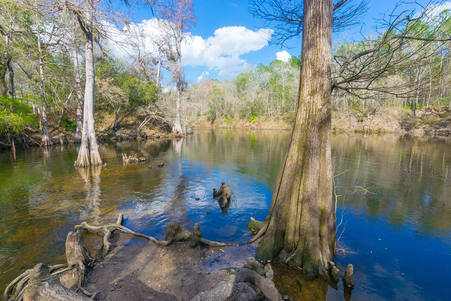 Bishiyoyin Cypress a Madison Blue Spring akan Kogin Withlacoochee