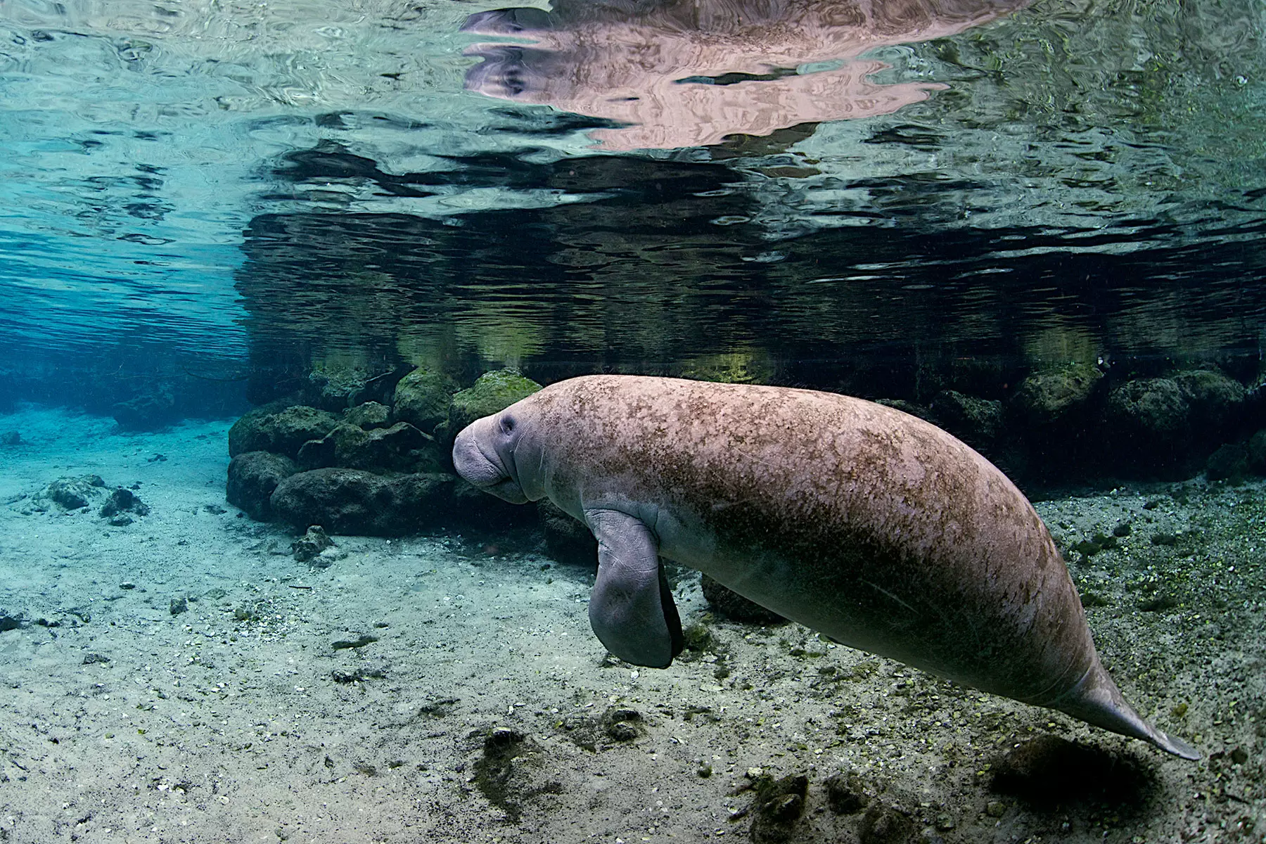 Mae manatee yn edrych i fyny'r ffynhonnau 3 chwaer cynnes yn Crystal River