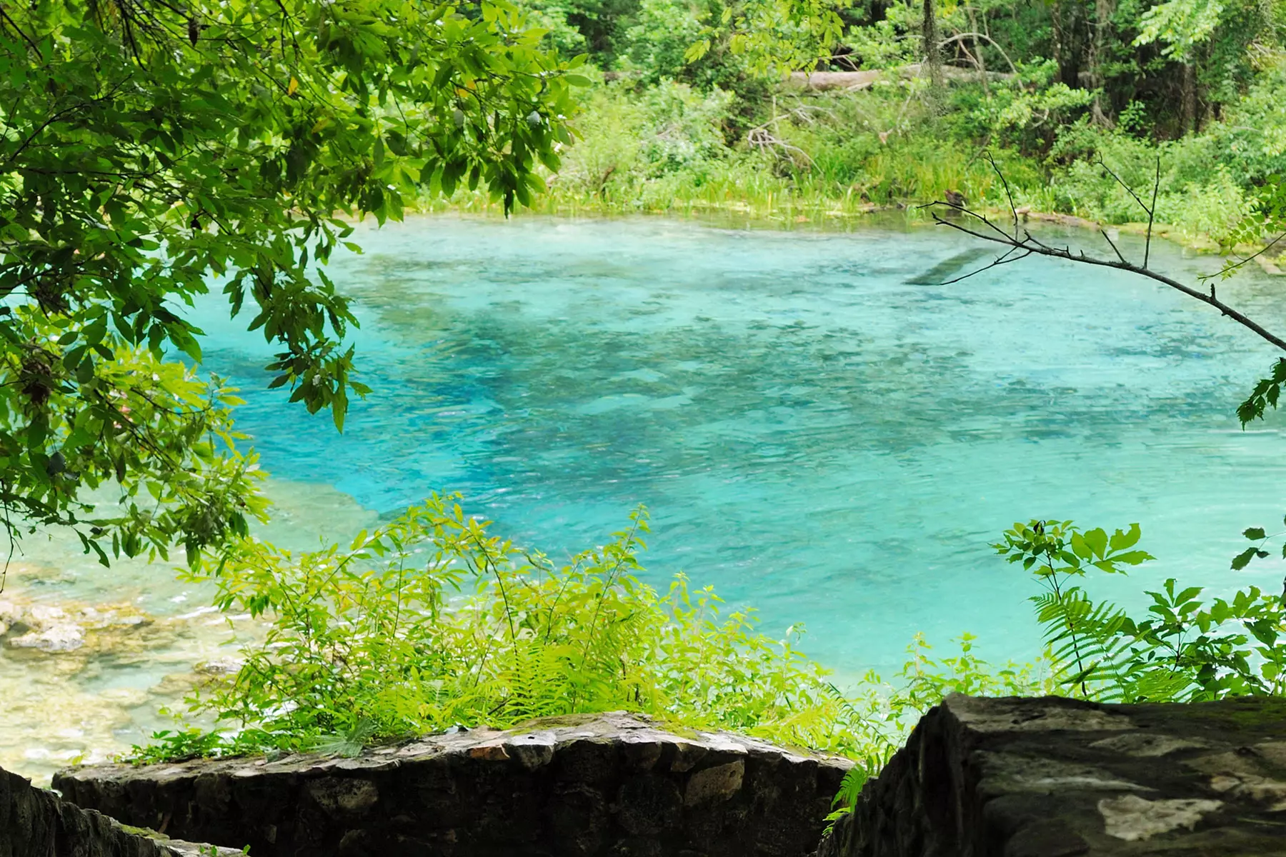 Ichetucknee Springs სახელმწიფო პარკი ფლორიდაში