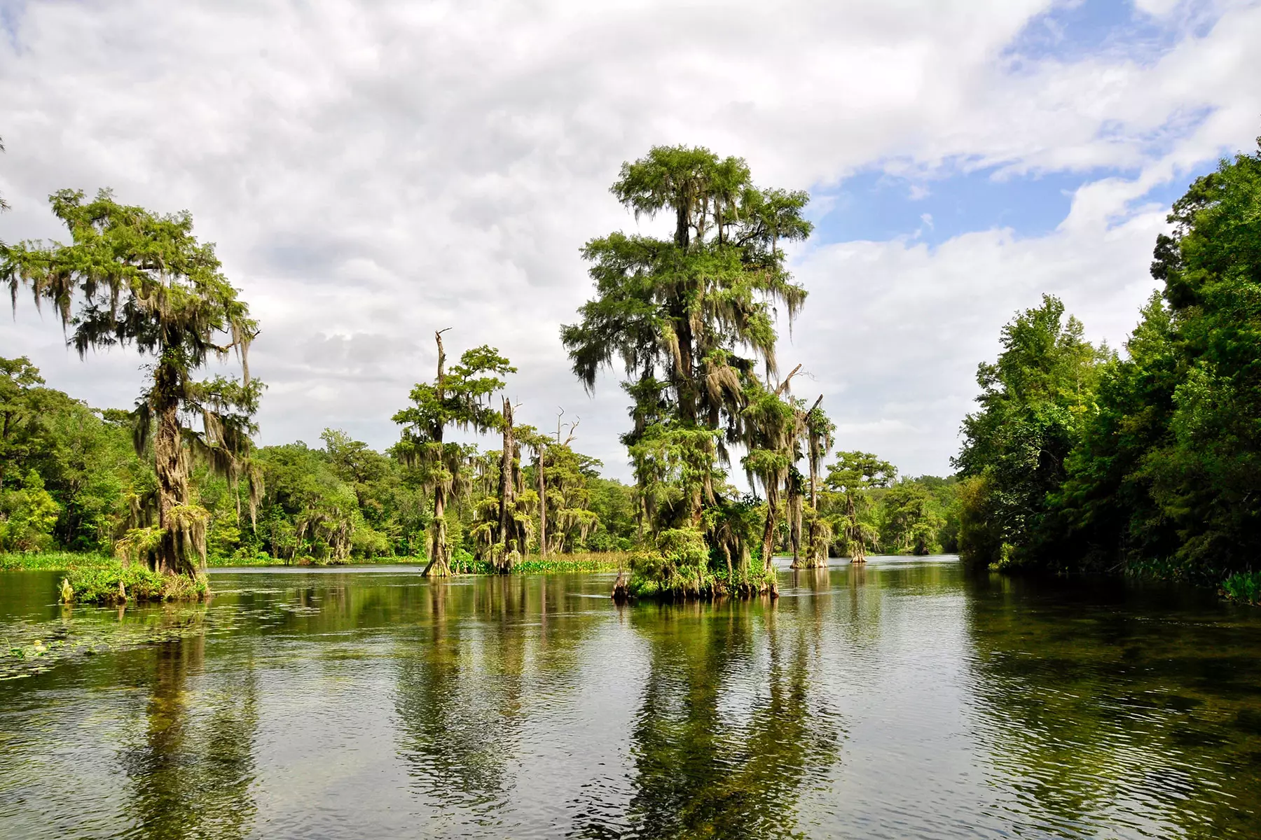 Puud Wakulla allikates