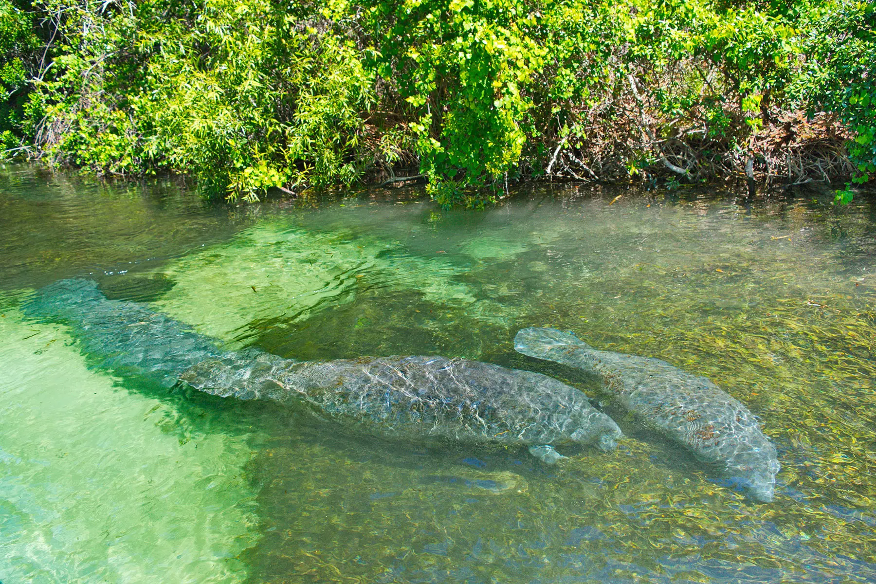 Li-manatee tse peli li sesa lilibeng tsa sechaba serapeng sa boikhathollo sa WeekiWachee, Florida.