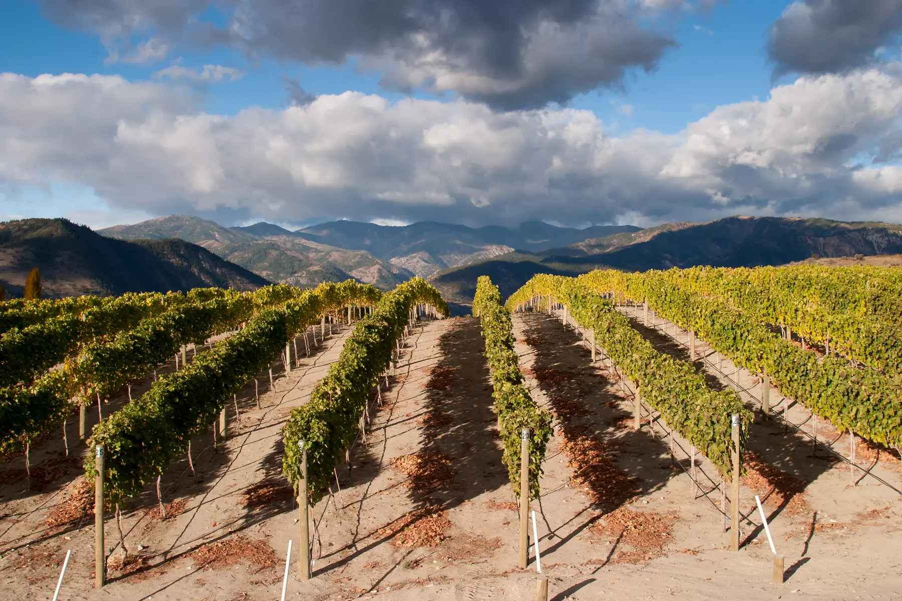 Ladang anggur berhampiran Chelan di Negeri Washington