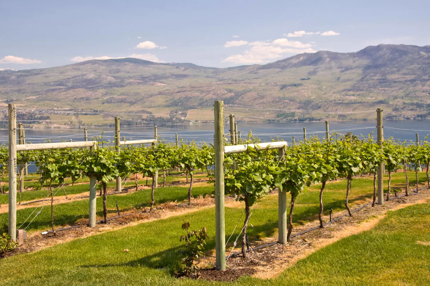 Pemandangan indah ladang anggur menentang langit, Kelowna, British Columbia, Kanada