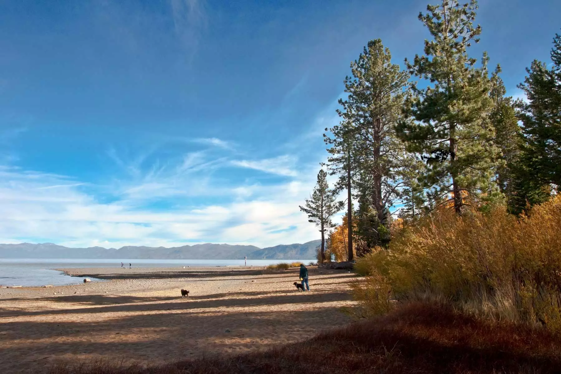 Tahoe तलावाच्या दक्षिणेकडील किनाऱ्याजवळ कुत्रे खेळतात.