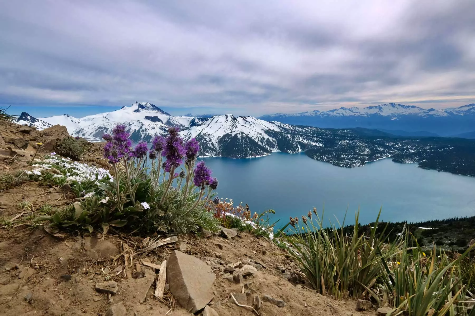 ດອກໄມ້ Kittentale ໃນທະເລສາບ Garibaldi ຈາກ Panorama Ridge ໃນ Whistler, British Columbia, ການາດາ
