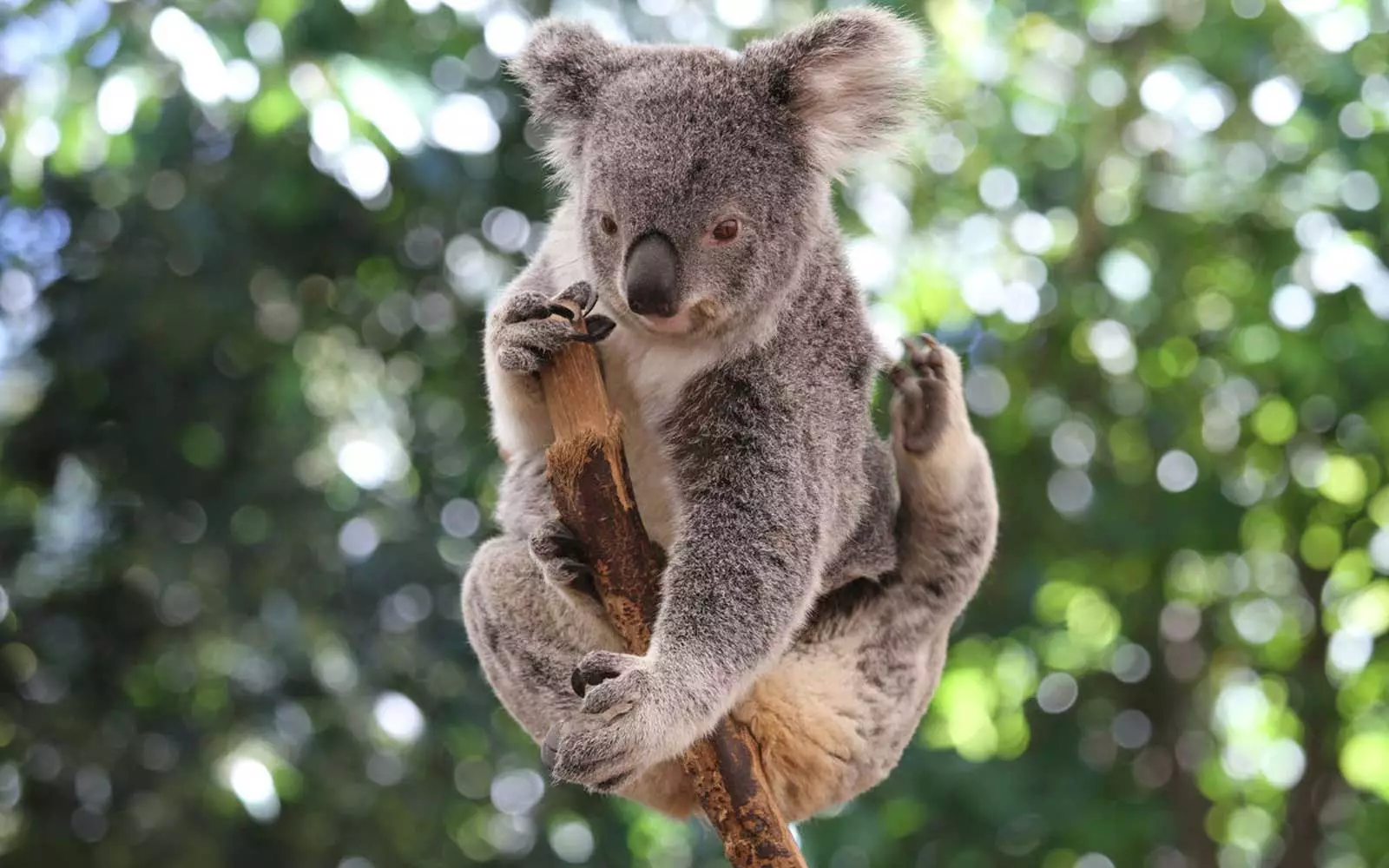 Koala in un albero