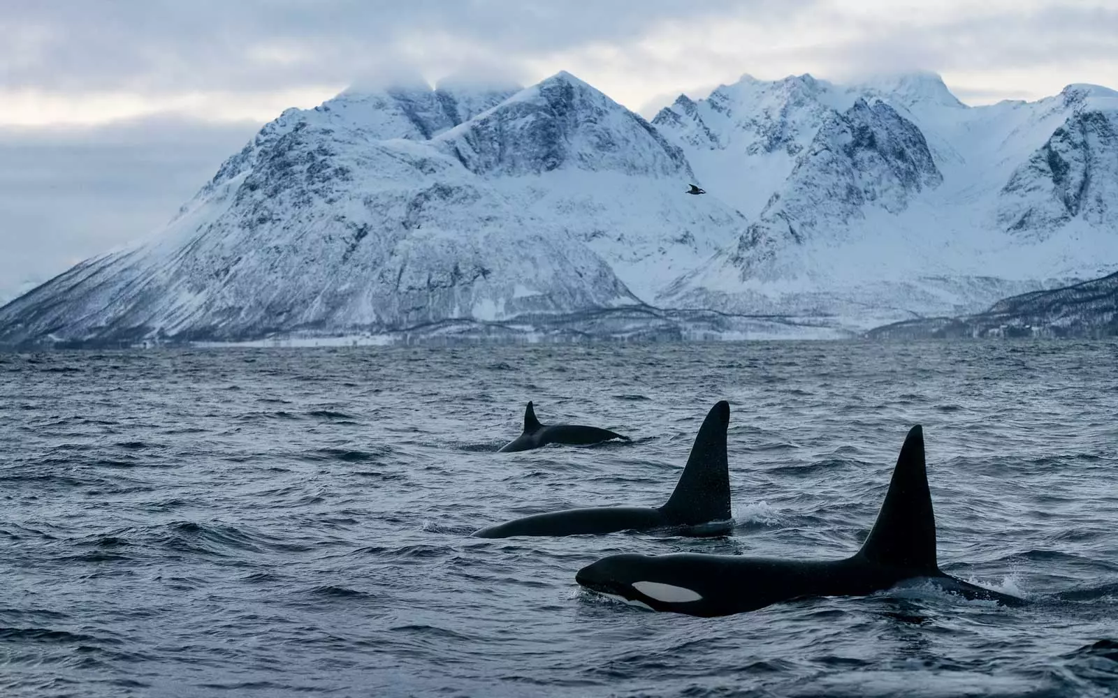 Mga dapit nga gitawag Orca pod sa Noruwega