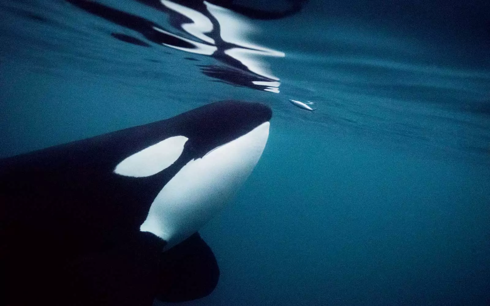 ノルウェーの大人のシャチ（キラークジラ）