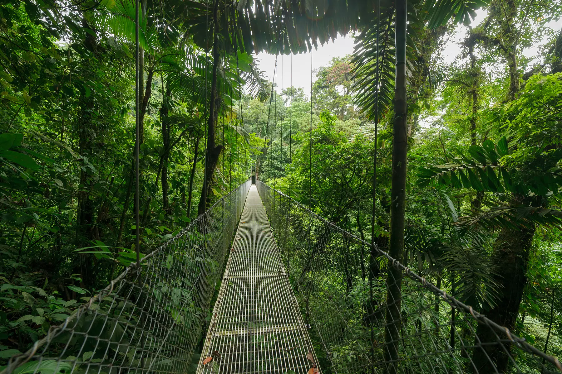 Pont penjant penjant a la reserva del bosc núvol de Monteverde, Costa Rica