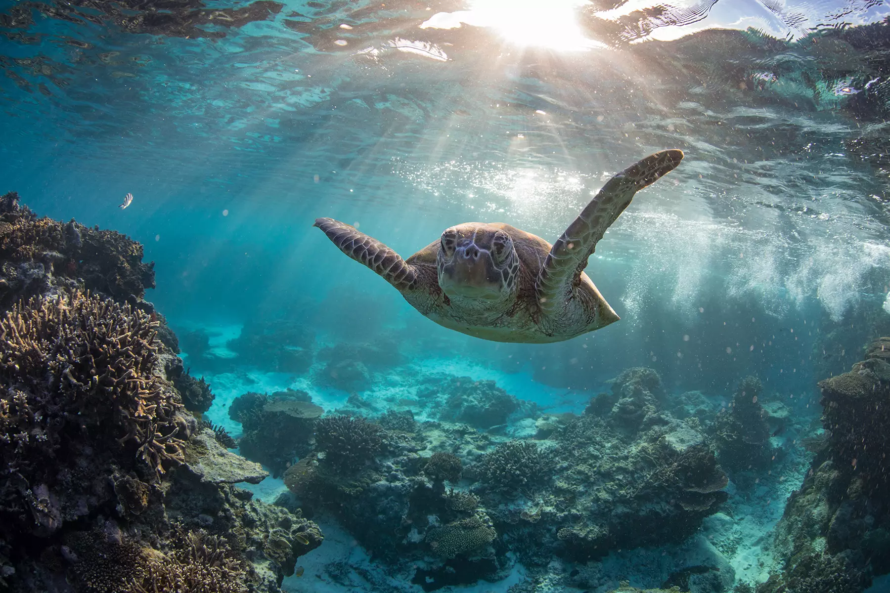 Foto dị iche iche nke Heron Island n'okpuru mmiri dị na ndịda nnukwu ihe mgbochi mmiri