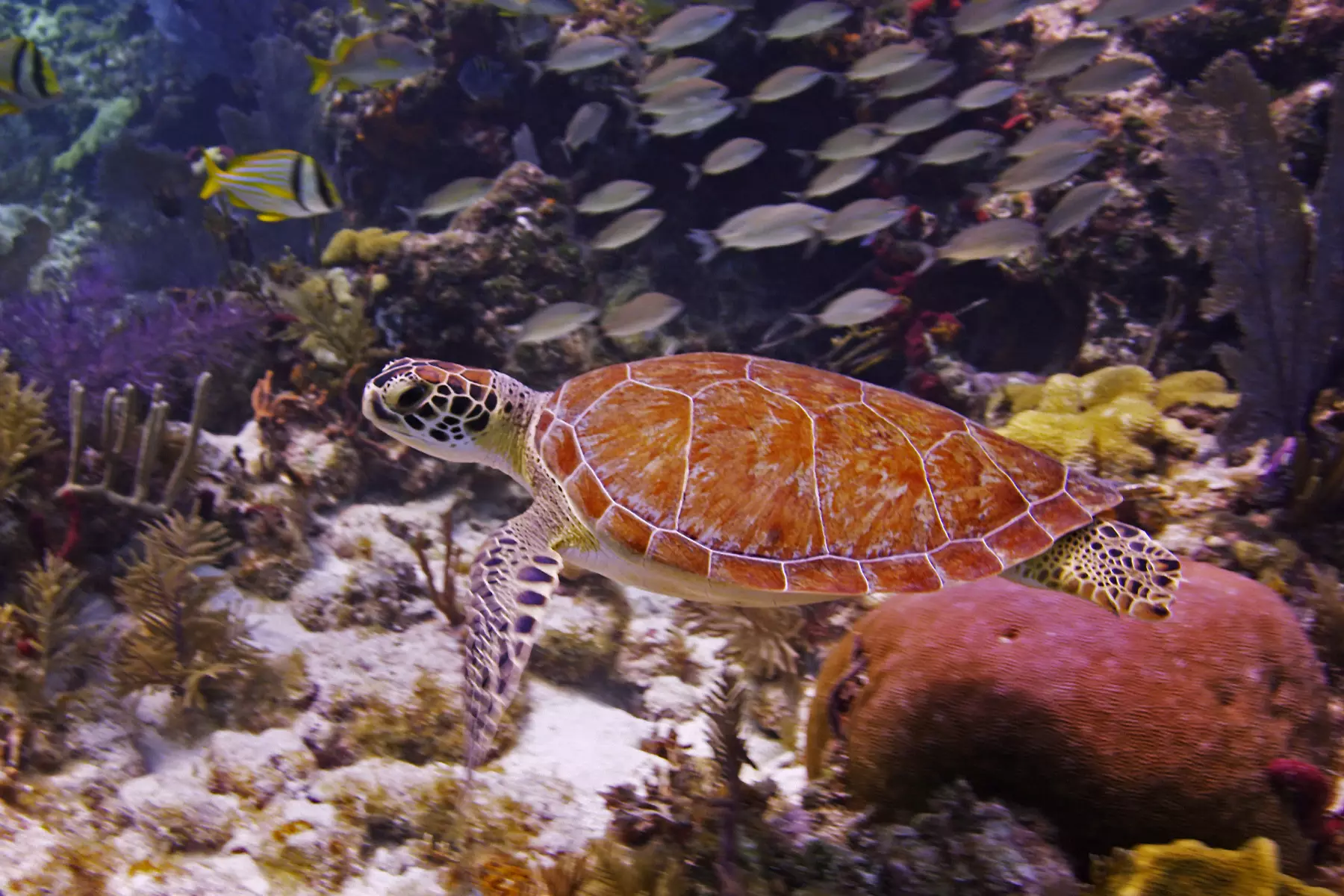 Key Largo ရှိ John Pennekamp Coral Reef State Park အနီးရှိ Florida Keys သန္တာကျောက်တန်းများကြားတွင် အစိမ်းရောင်ပင်လယ်လိပ်တစ်ကောင် ရေကူးနေ