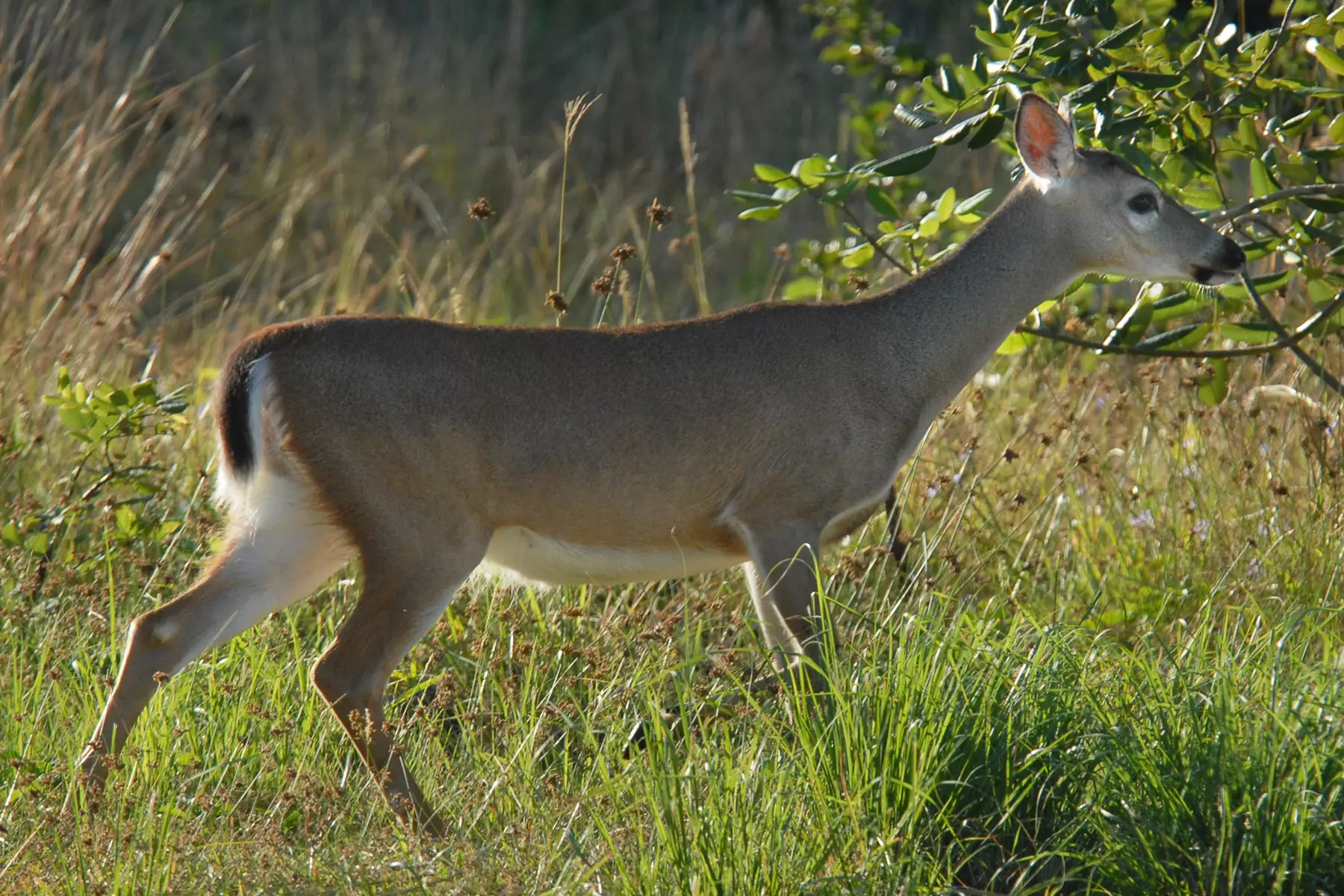 Un cervo chiave cerca cibo nel National Key Deer Refuge su Big Pine Key