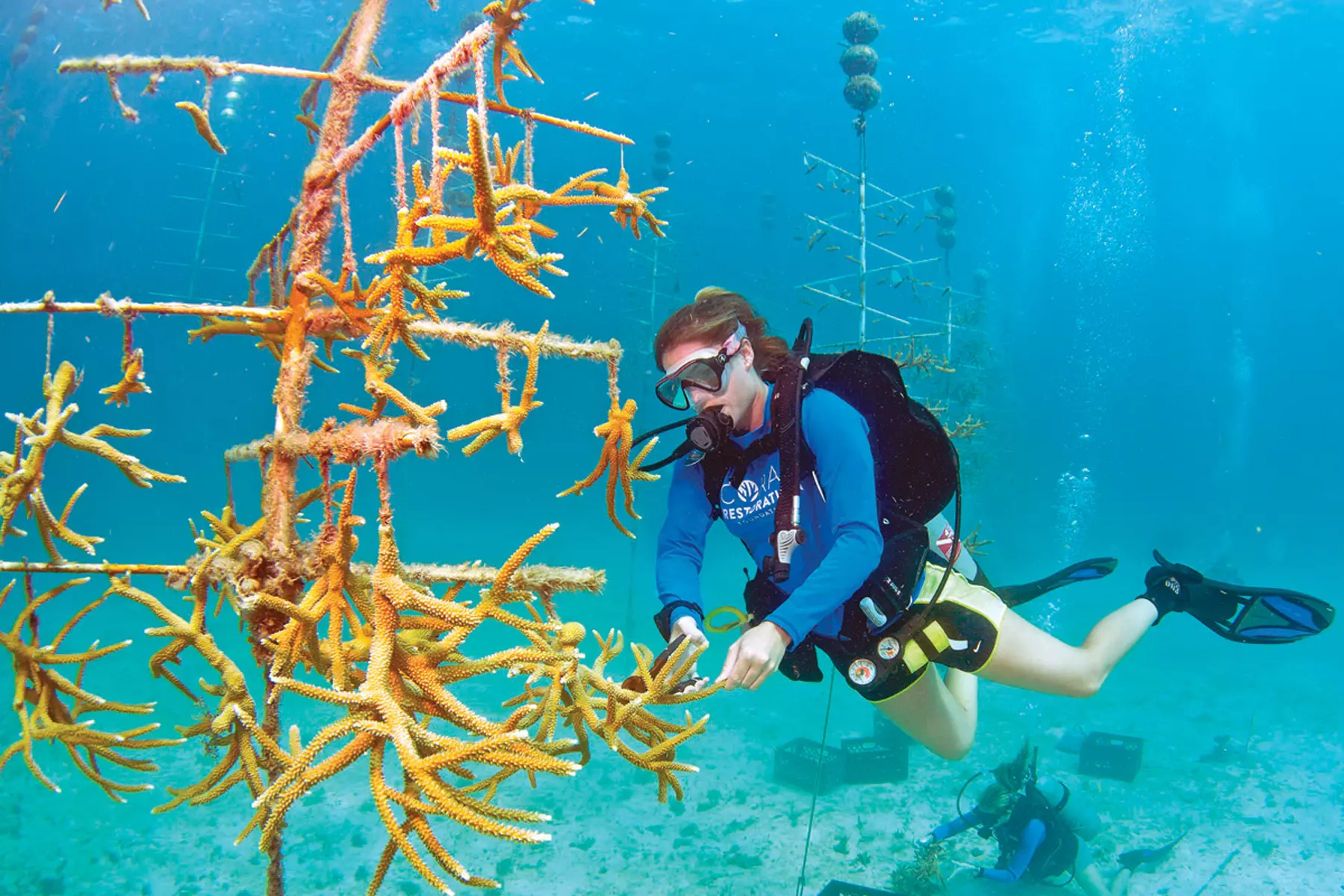 Fundación de Restauración de Coral