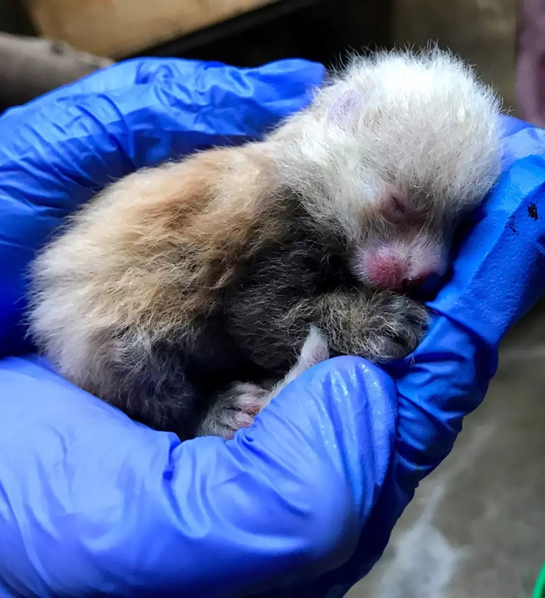 Trillizos de panda vermello