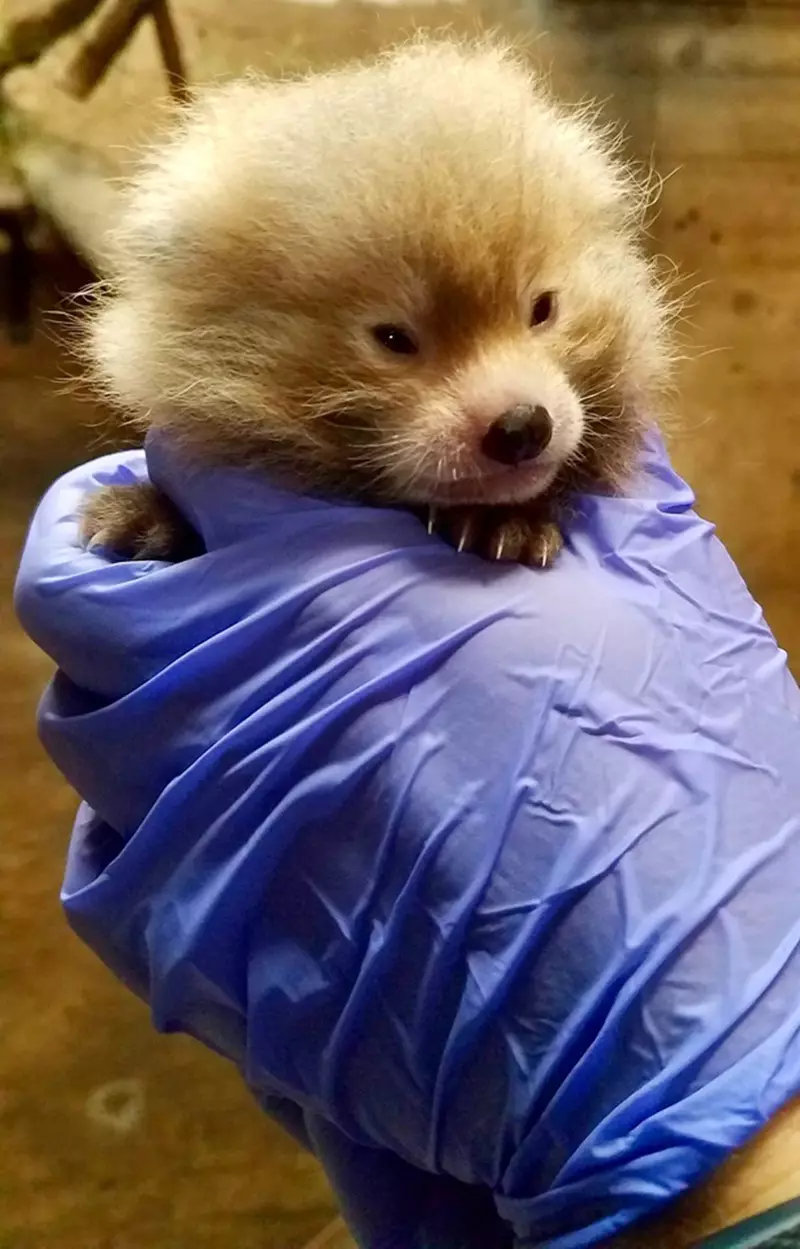 Red Panda Triplets