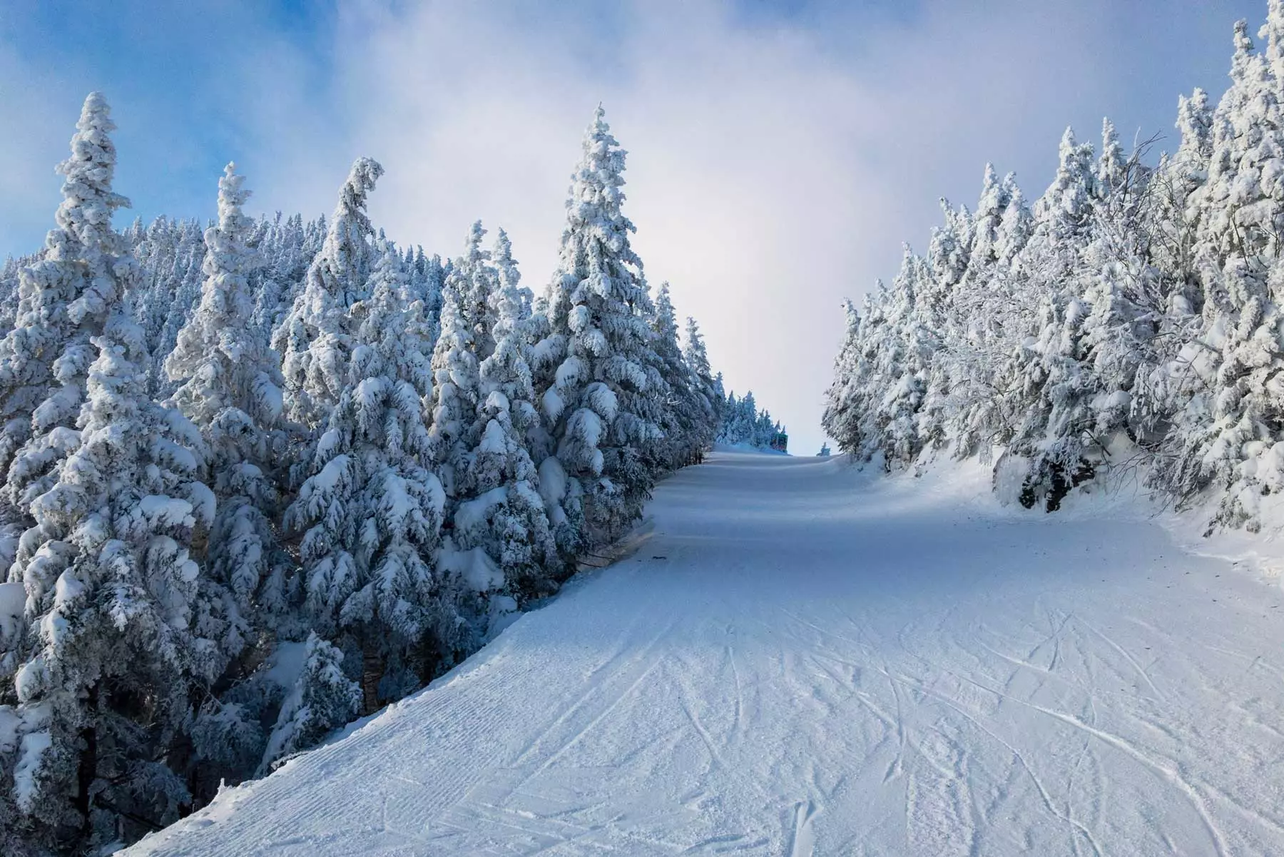 Met sneeuw bedekte bomen tegen de lucht