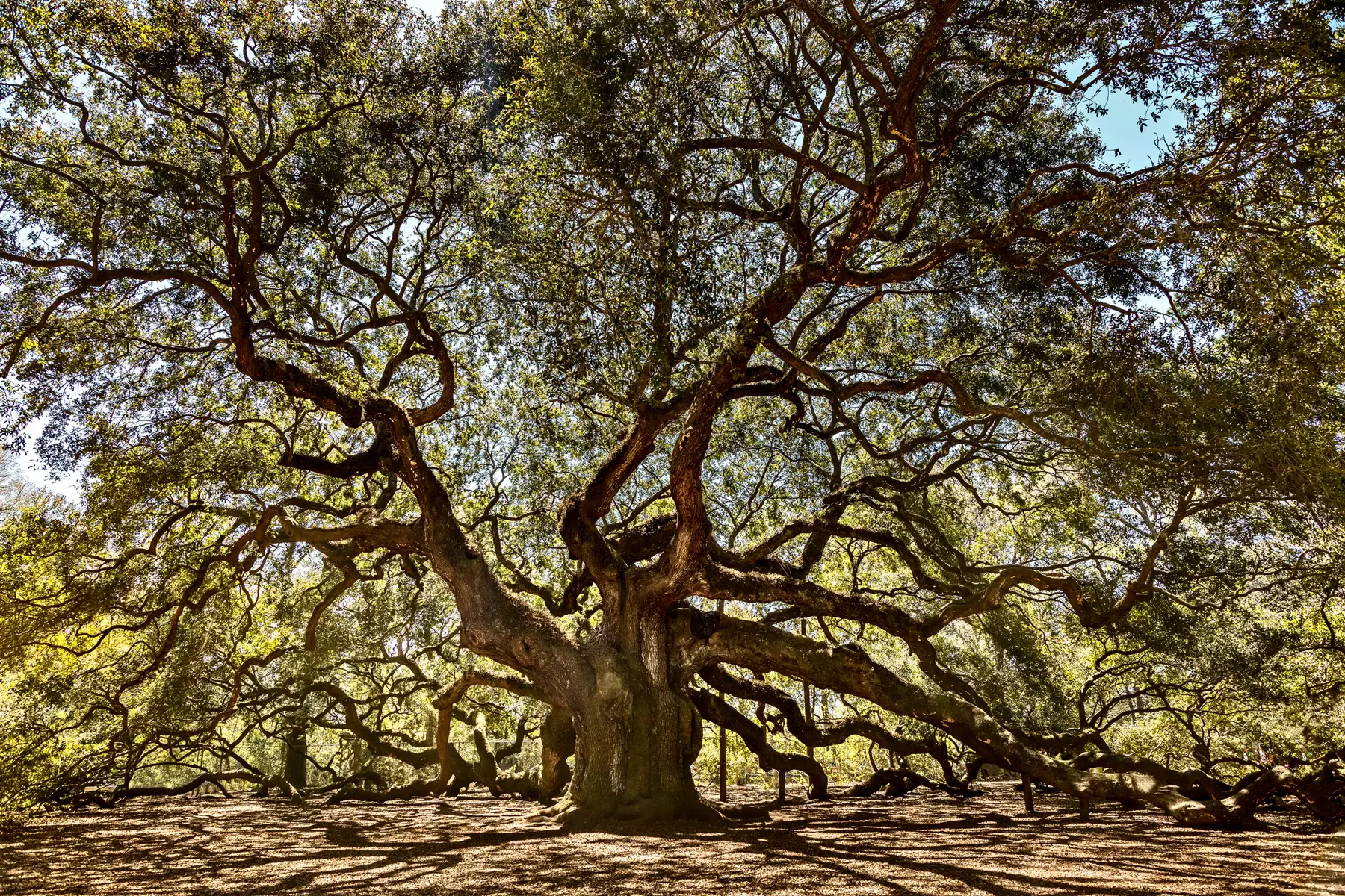 Angel Oak Tree บนเกาะ Johns รัฐเซาท์แคโรไลนา