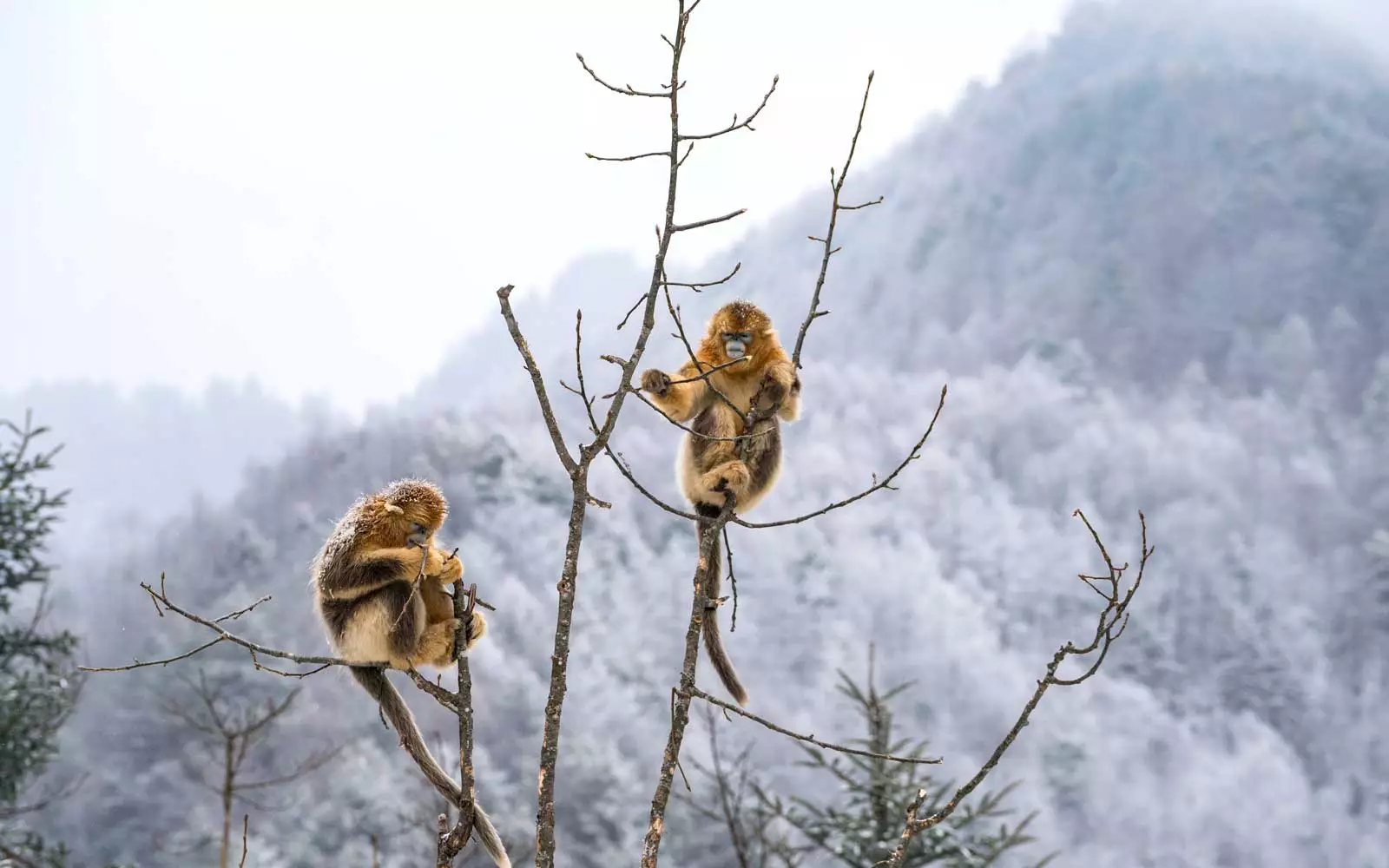 මධ්‍යම චීනයේ Hubei පළාතේ Shennongjia හි සංරක්ෂණ කඳවුරක රන් වඳුරන් සෙල්ලම් කරයි