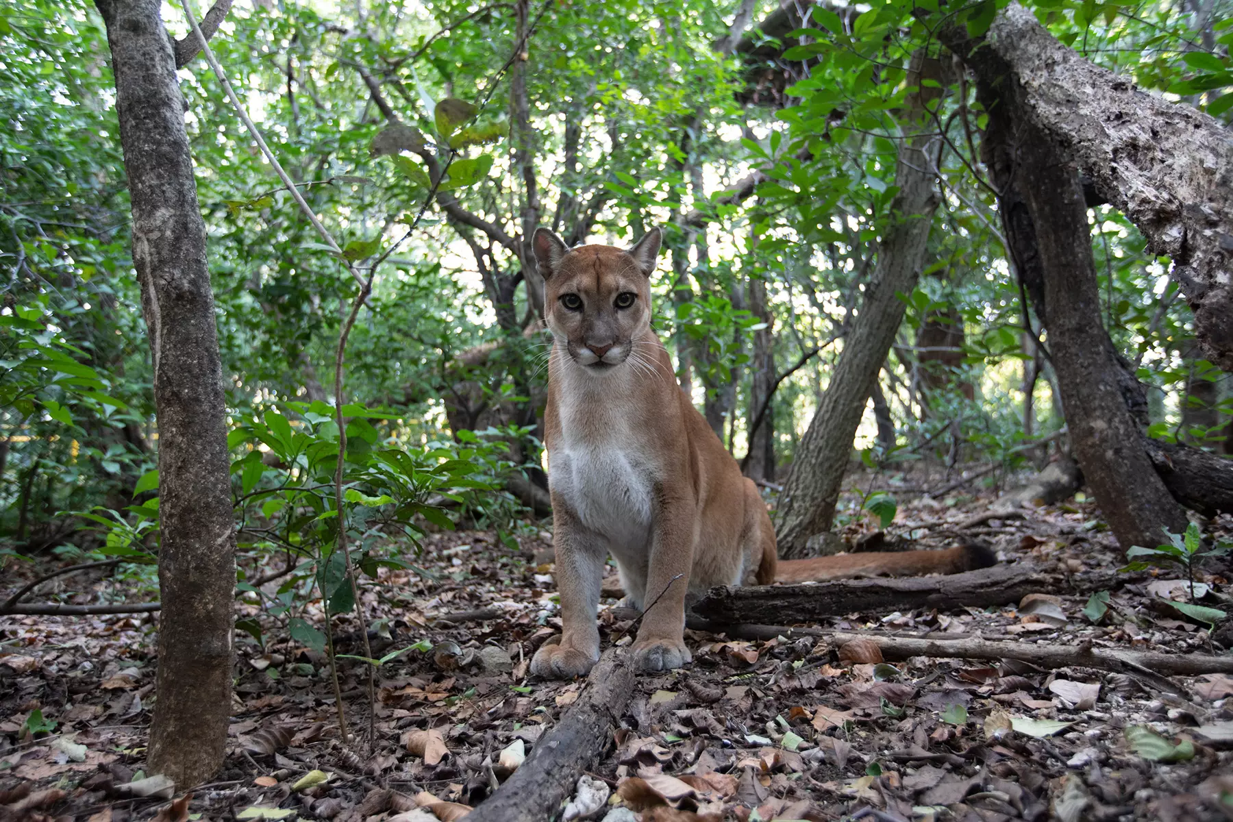 Un león de montaña no centro de rescate e santuario de Las Pumas