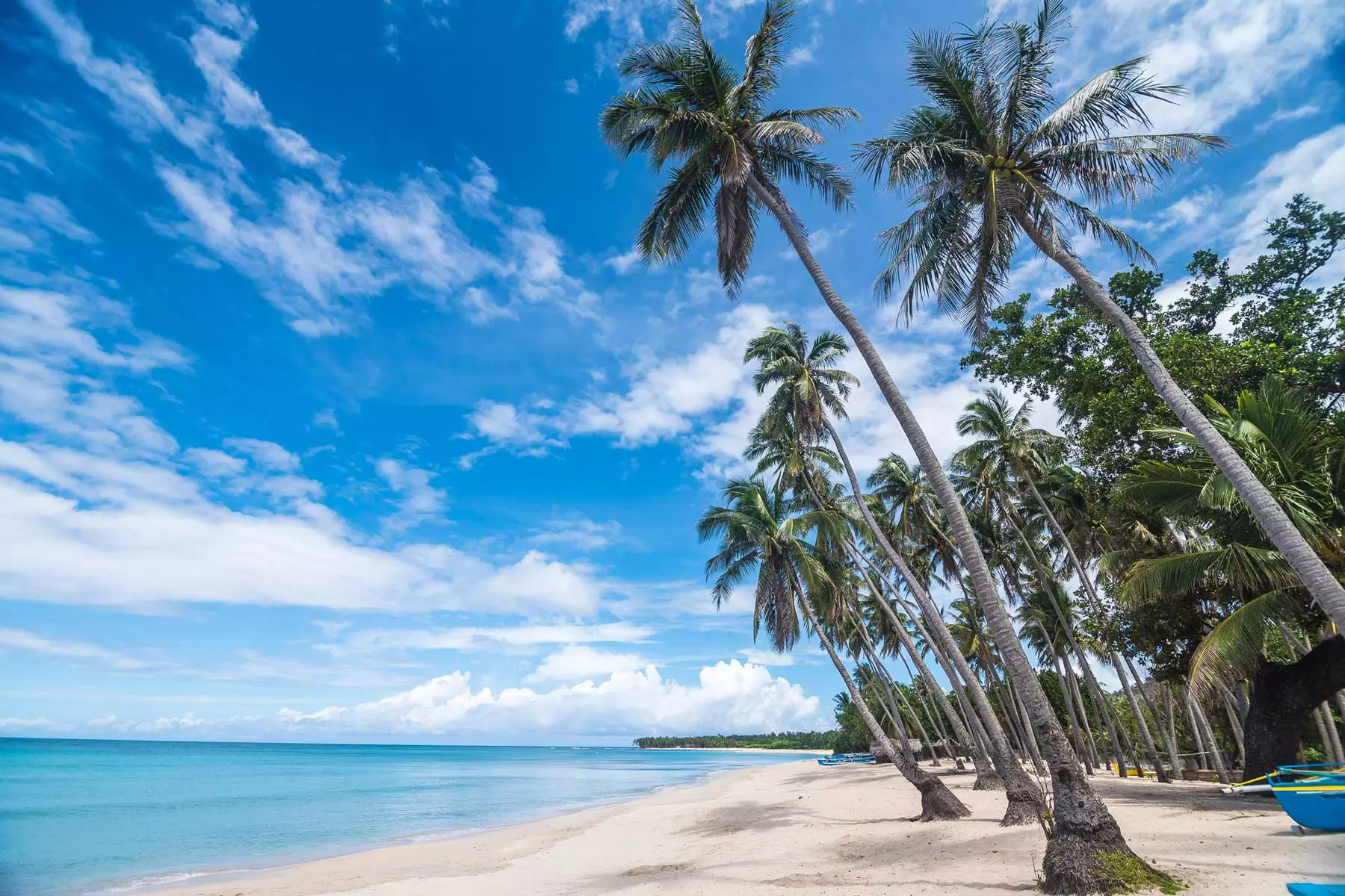 Sudut pandang rendah pantai pasir putih dan pohon kelapa yang tinggi di pantai Saud, Pagudpud, Filipina. Cuaca cerah sing apik lan liburan tropis.
