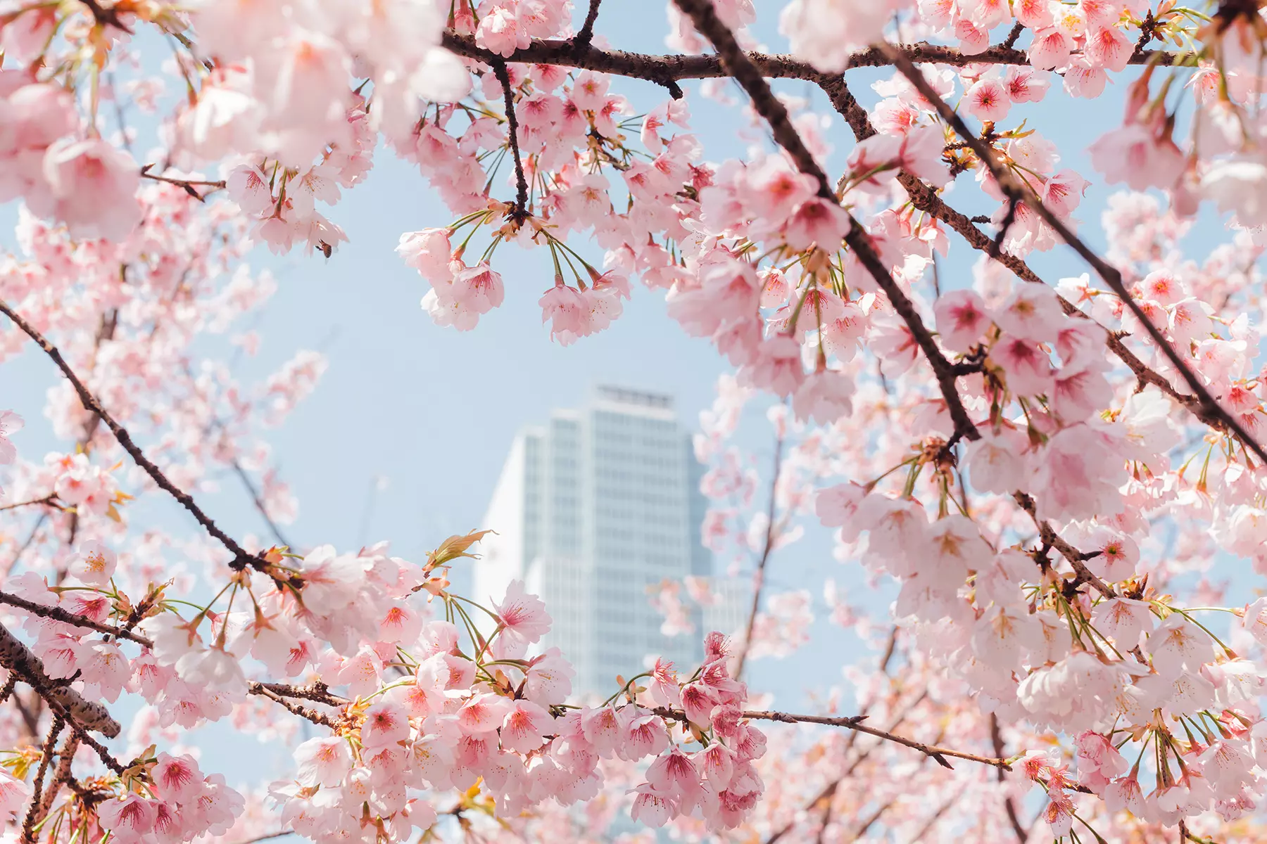 Pink ṣẹẹri ododo ni Shanghai