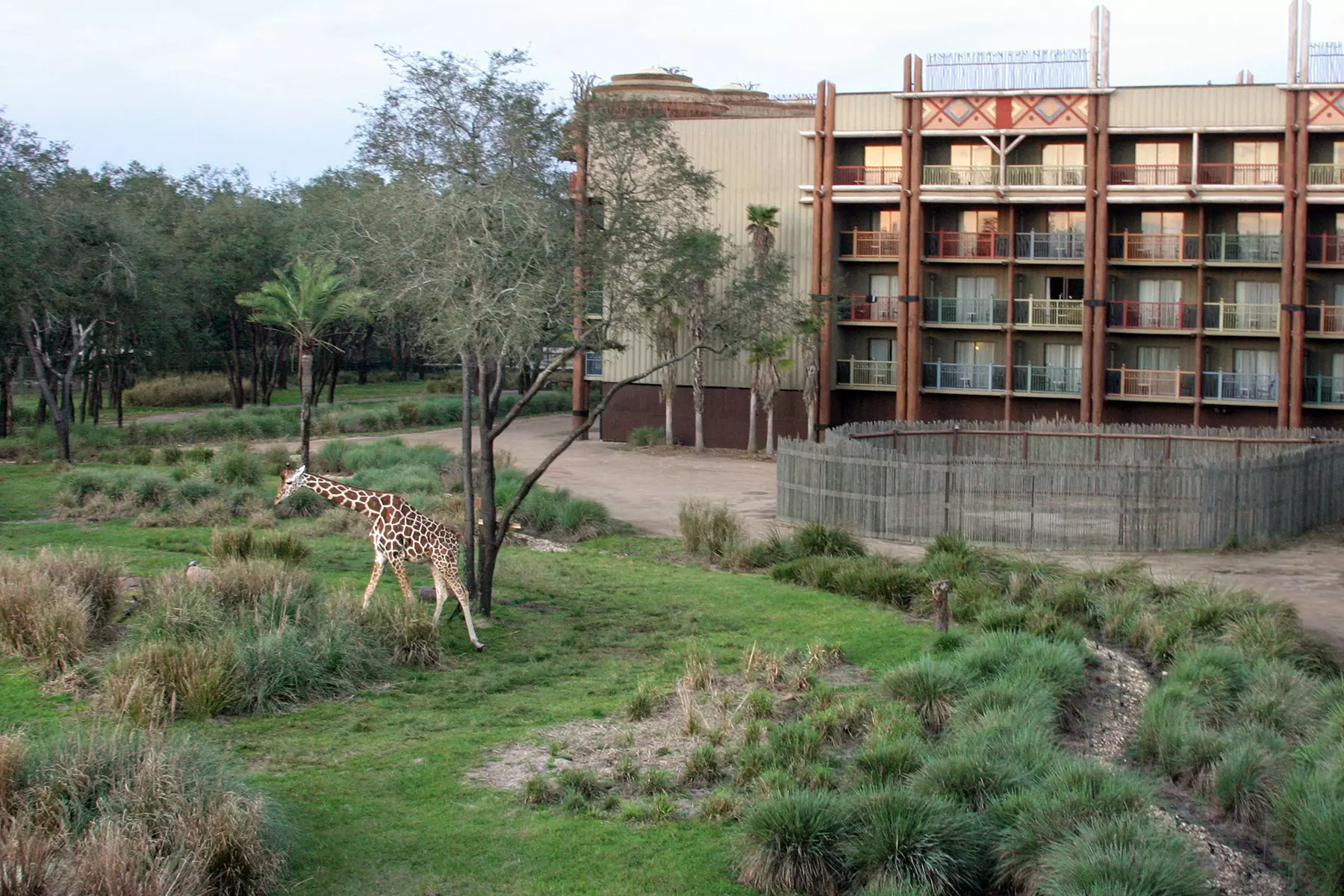 En giraf græsser nær balkonen på værelserne på Animal Kingdom Lodge i Disney World i Orlando, Fla.