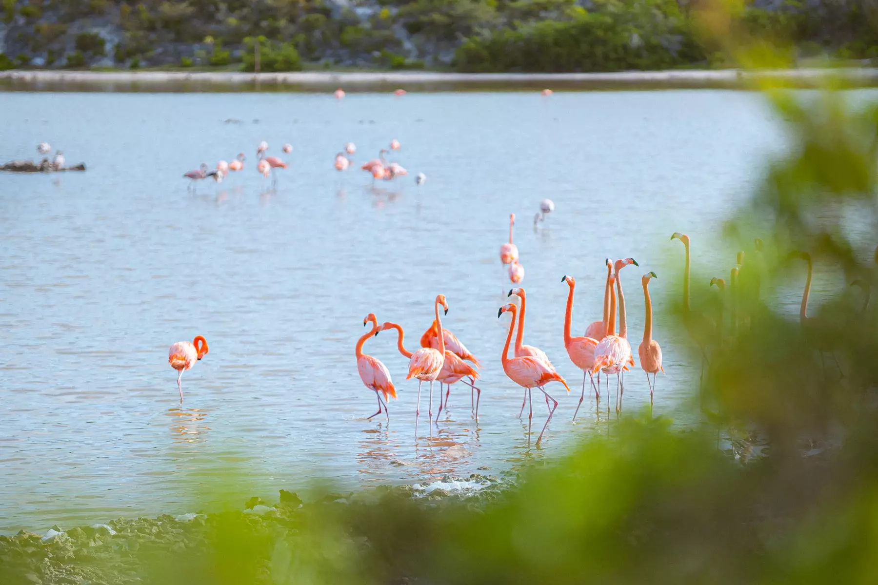 Flamingo's steane yn wetter yn Providenciales, Turks- en Kaikoseilannen