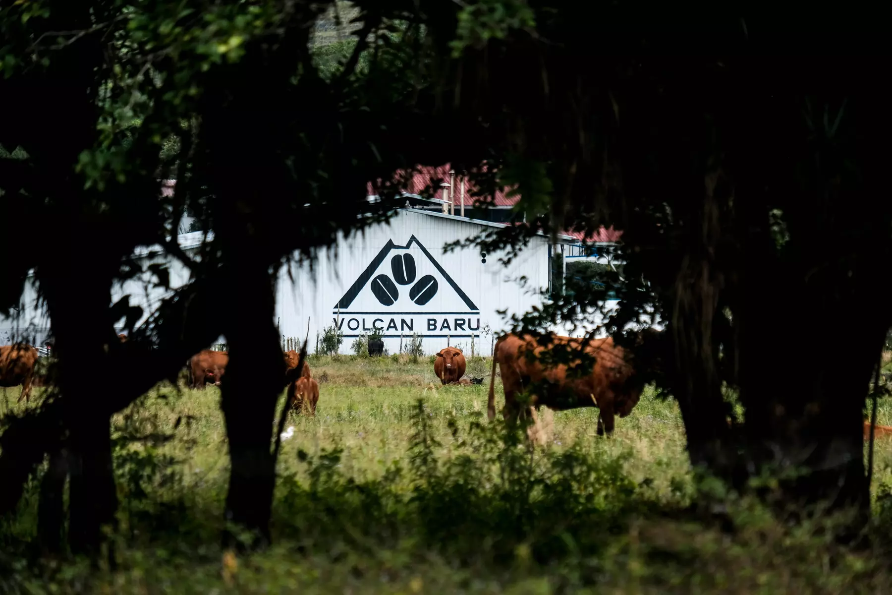 Chiriqui Highlands, kahvinviljelijät ja Panaman paikallinen kulttuuri