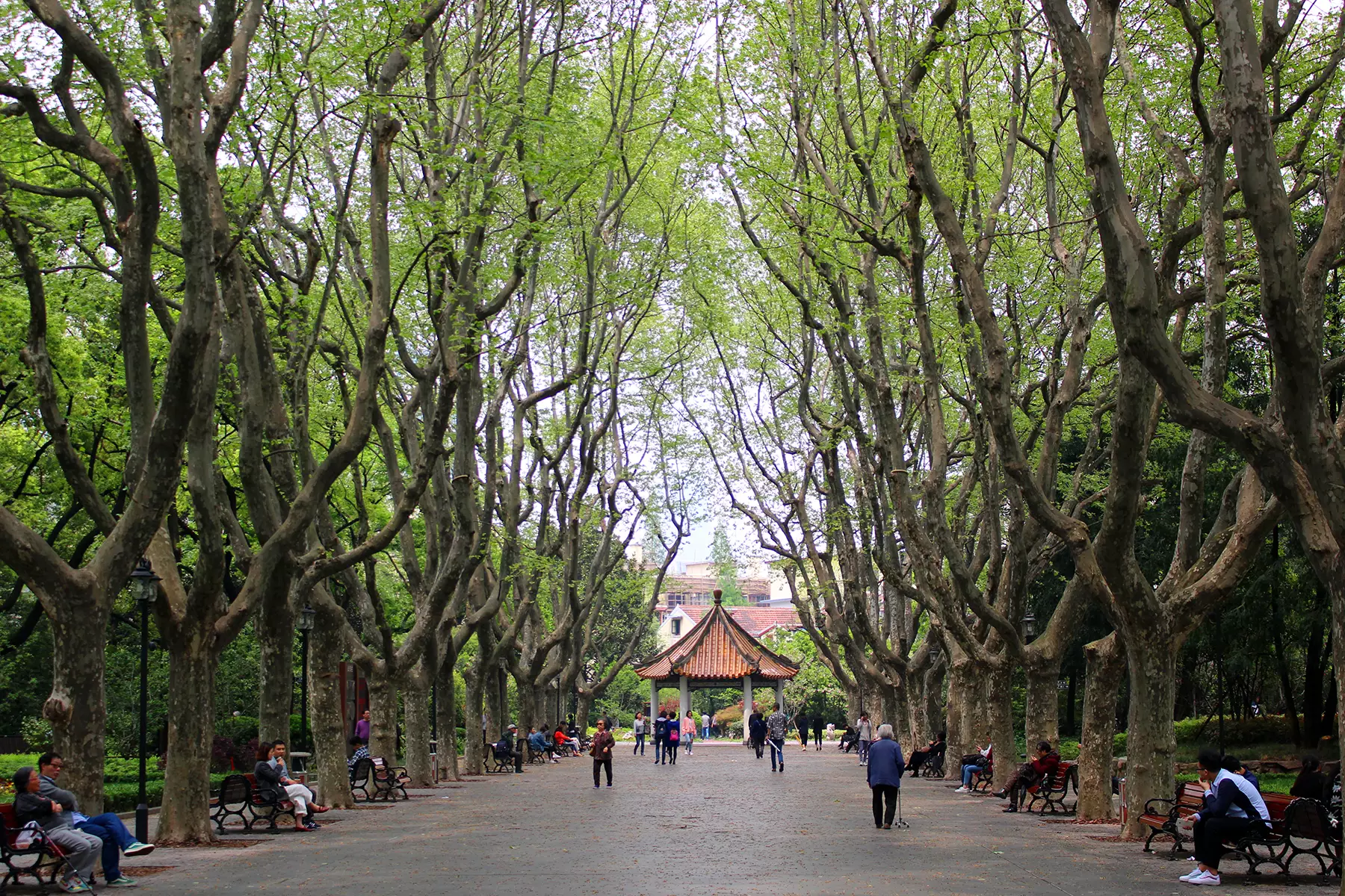 位于中国上海前法租界的襄阳公园一排梧桐树和中国馆的景色。