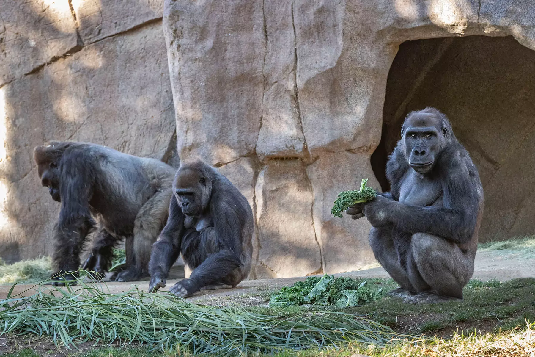 gorillas នៅសួនសត្វ San Diego