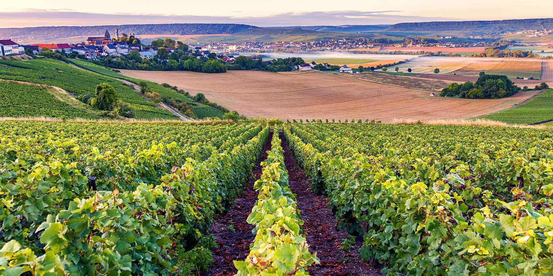 Visitar vinyes franceses: aquestes són 10 de les millors regions vinícoles de França